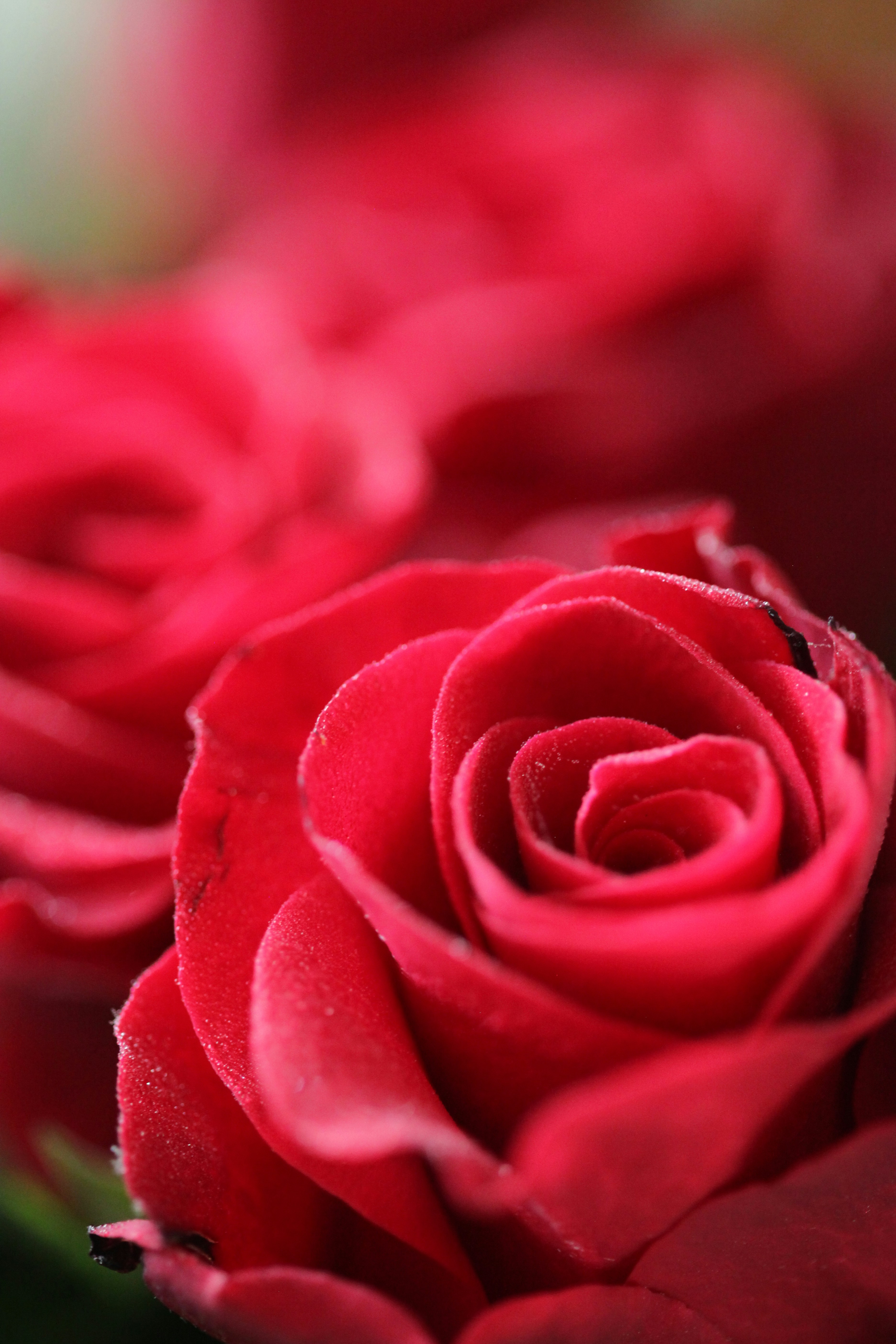 Crimson Spiral: A Rosette in Soft Focus