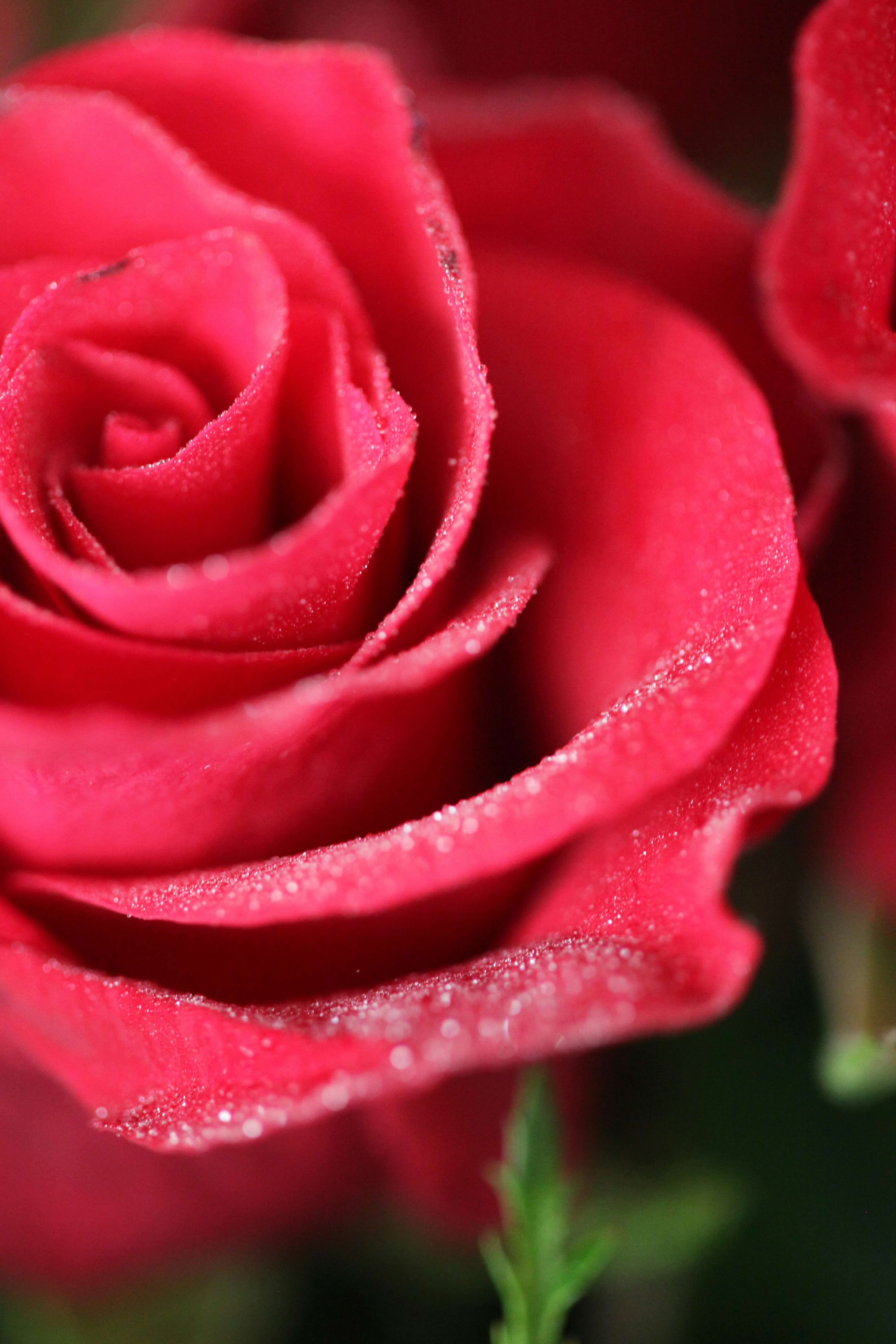 Crimson Velvet: A Macro Kiss on a Rose's Curl
