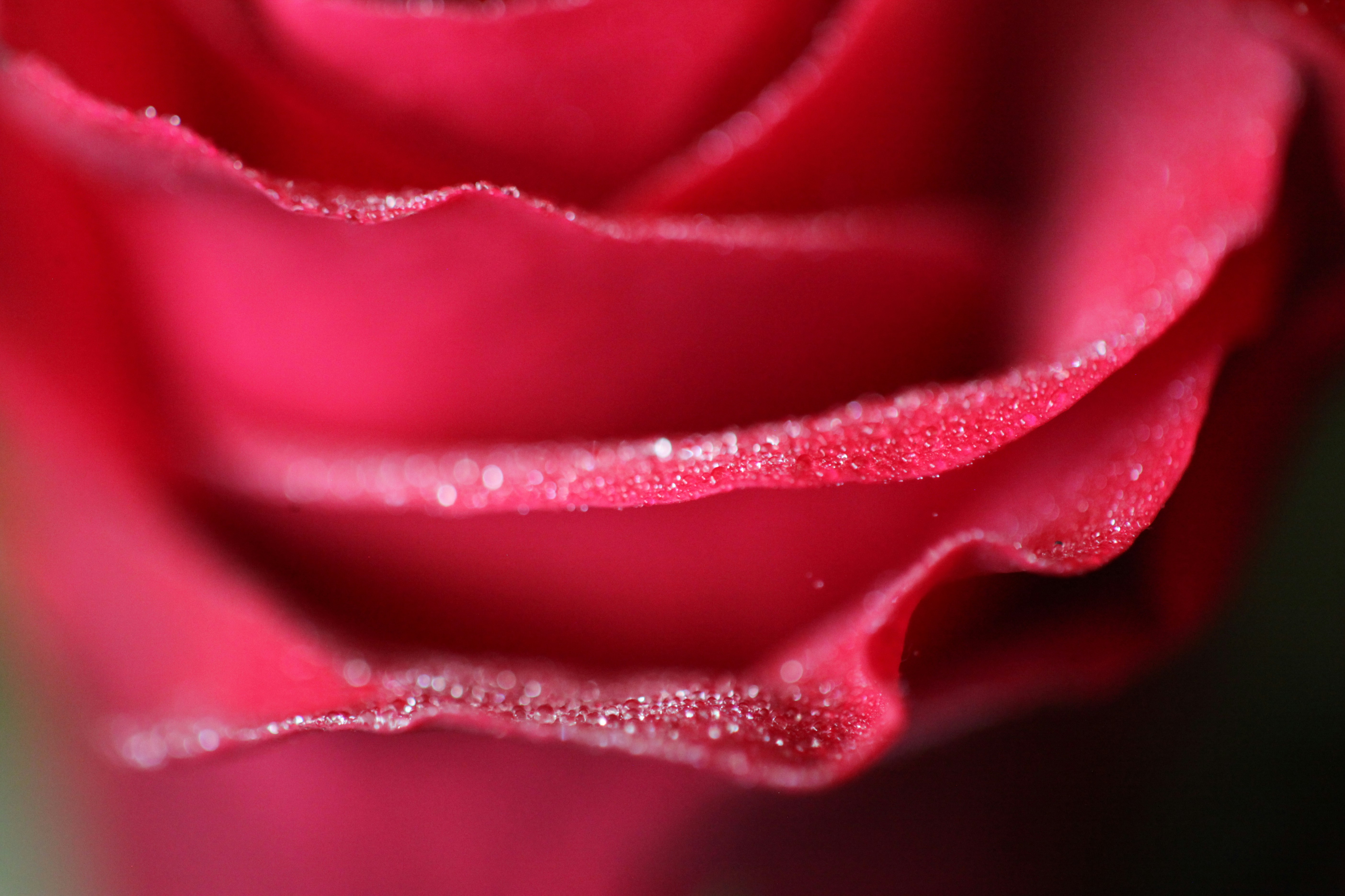 Close-up macro of a red rose petal edge, dew-like specks catching light, textures and curves highlighted; a botanical macro study focused on vivid crimson petal surfaces.