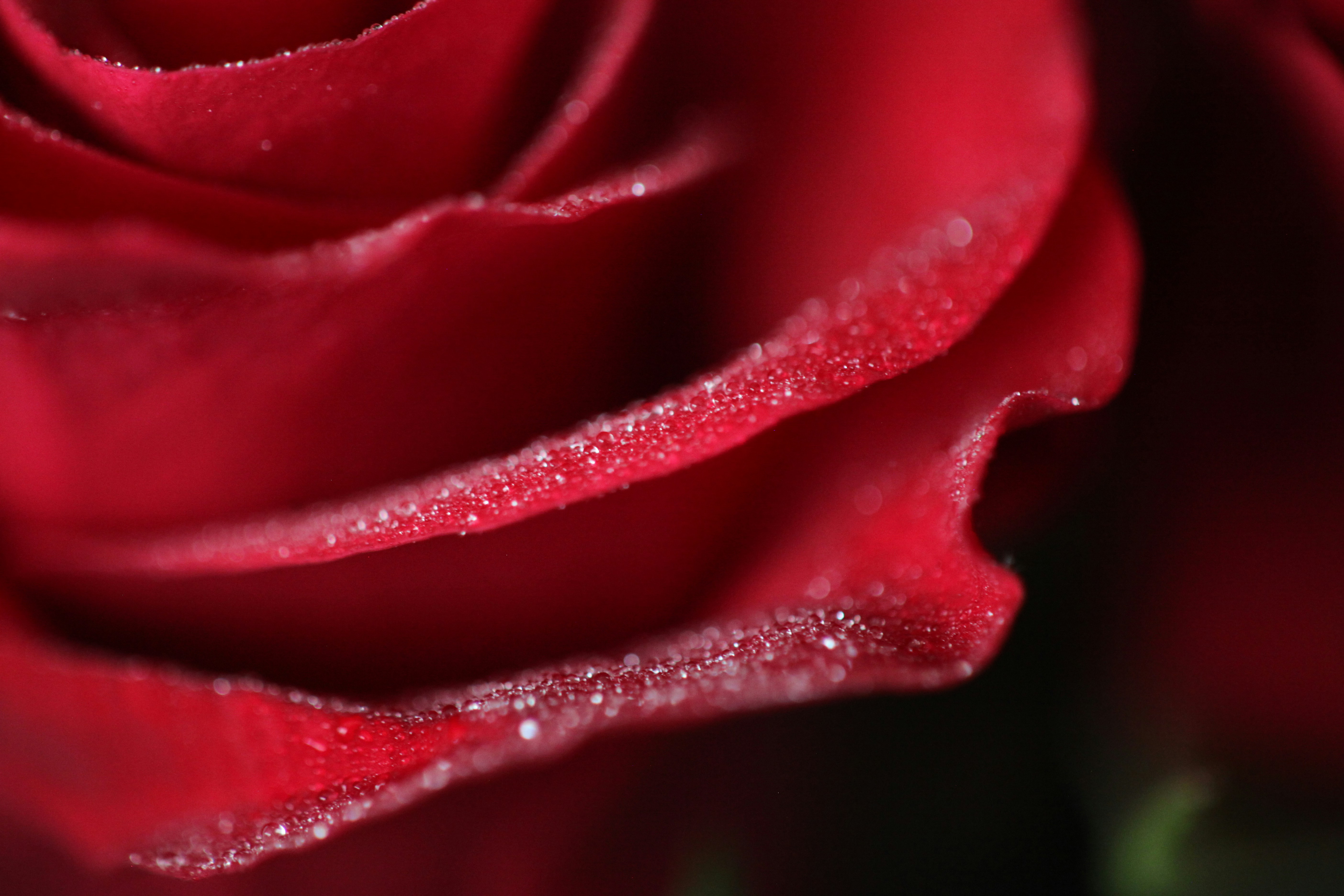 Crimson Petal macro: dew-kissed rose in sharp focus