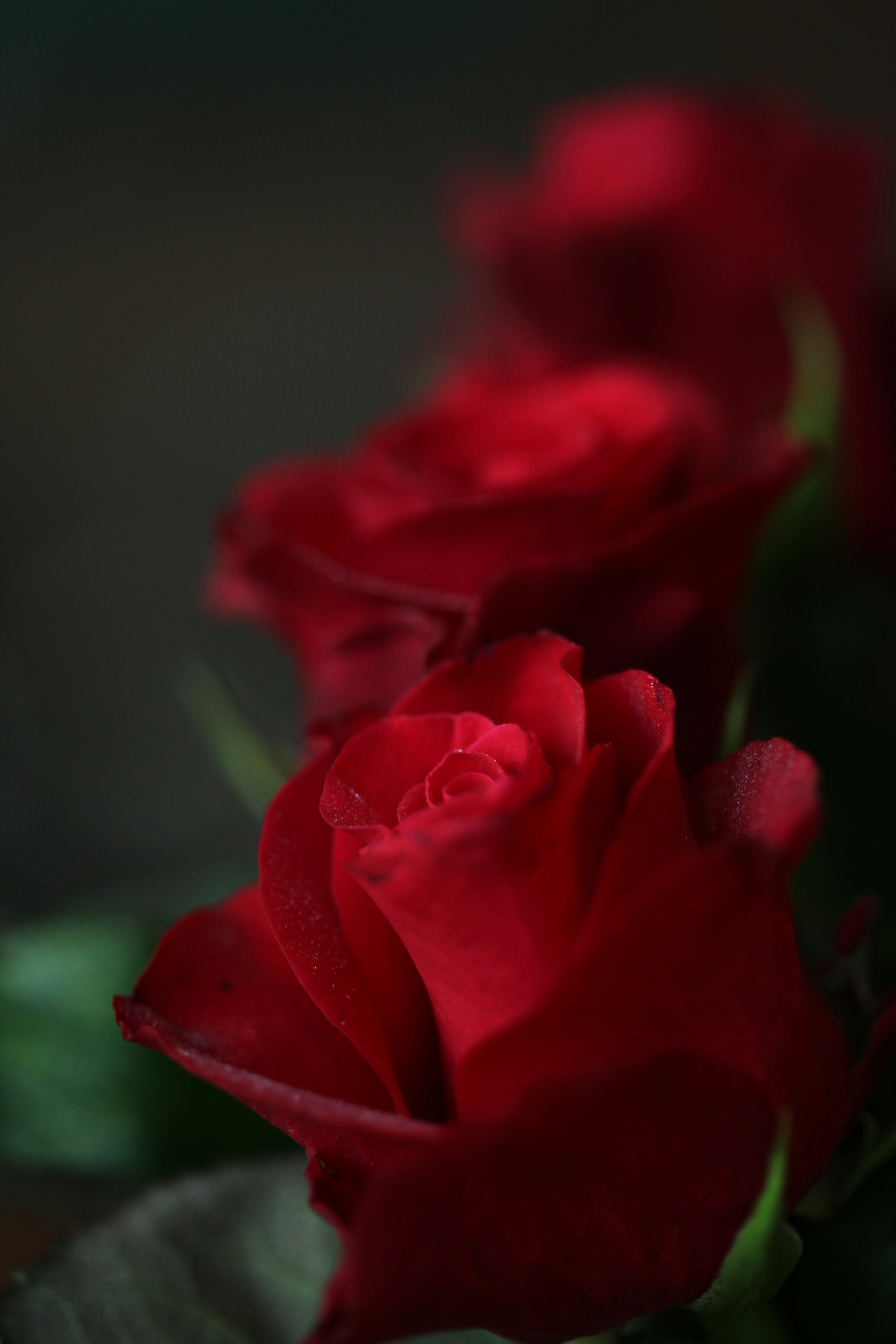 Dark Velvet Bloom: A Close-Up of Red Roses in Soft Shadow