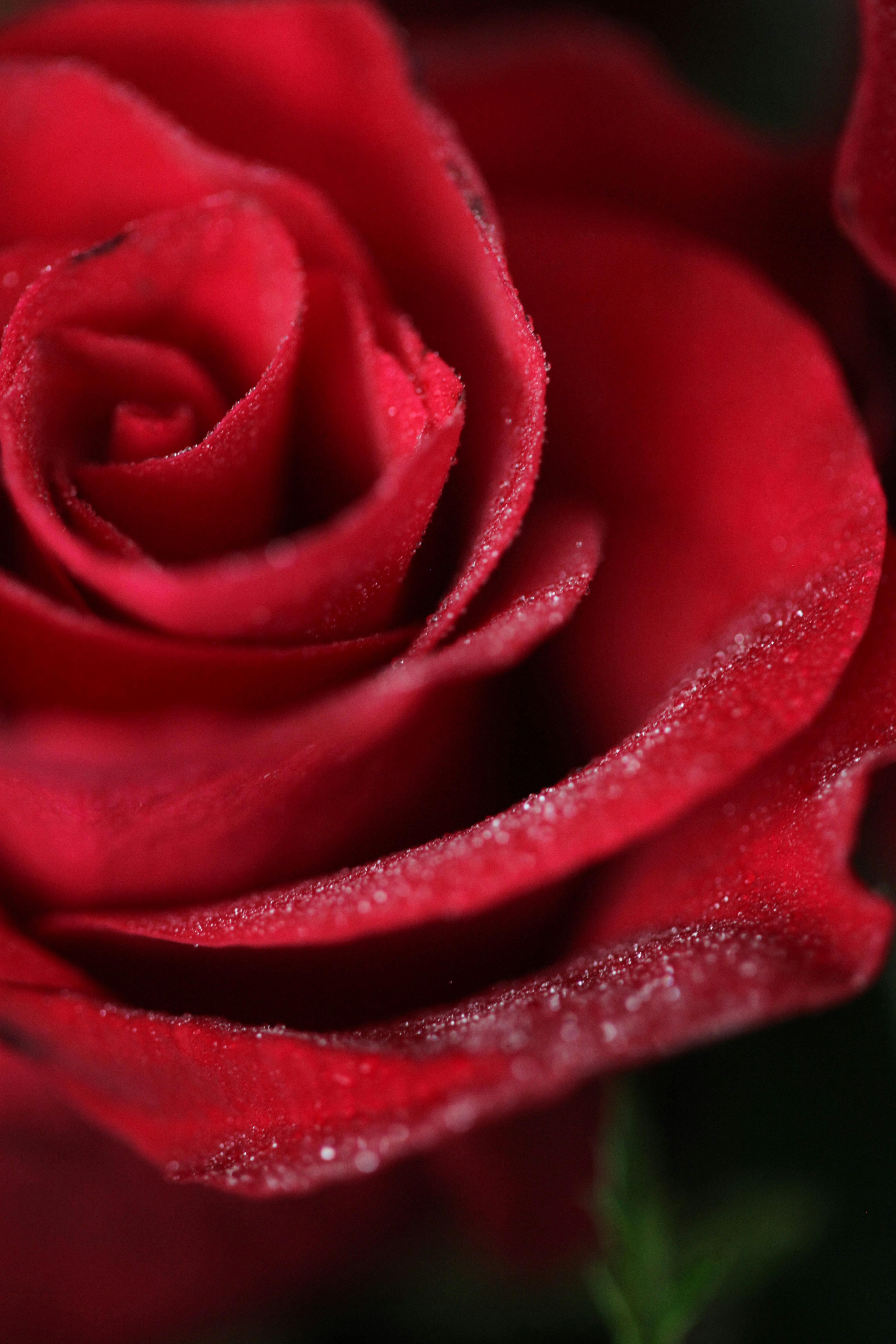 Crimson Bloom: A Close-Up Rose in Velvet Light