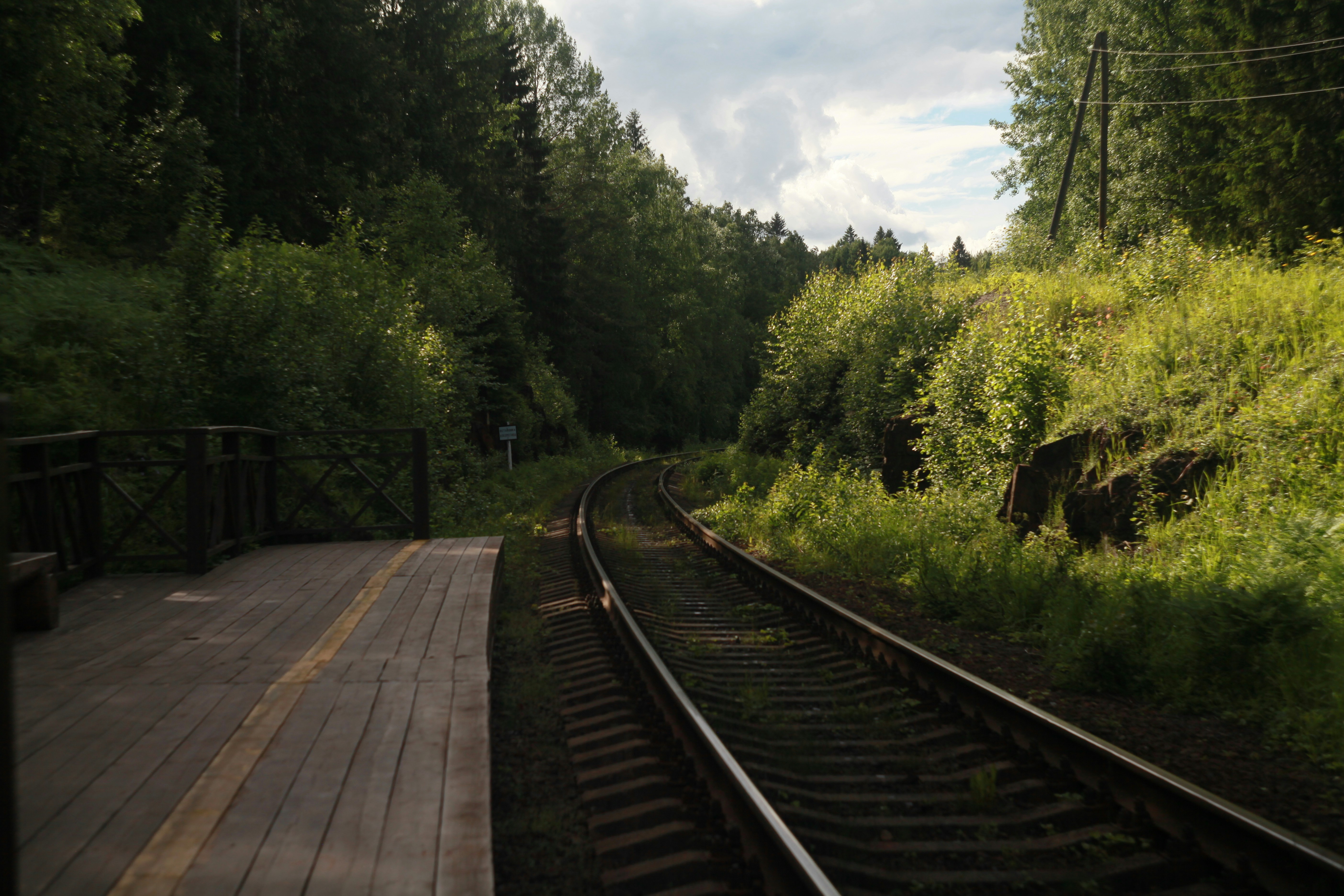 Overgrown Rail: A Quiet Convergence of Tracks and Forest