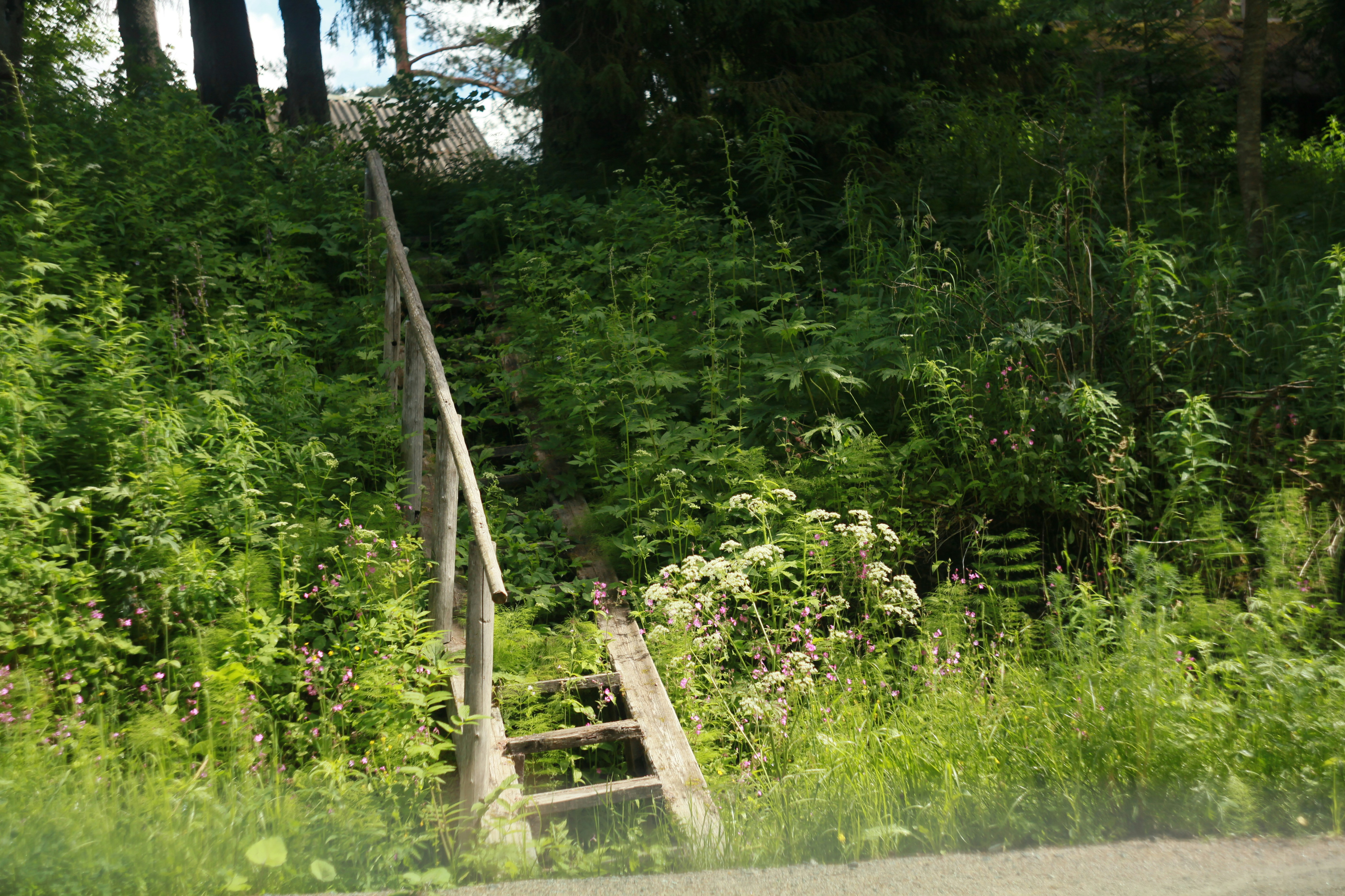 Overgrown Staircase to the Forest Edge