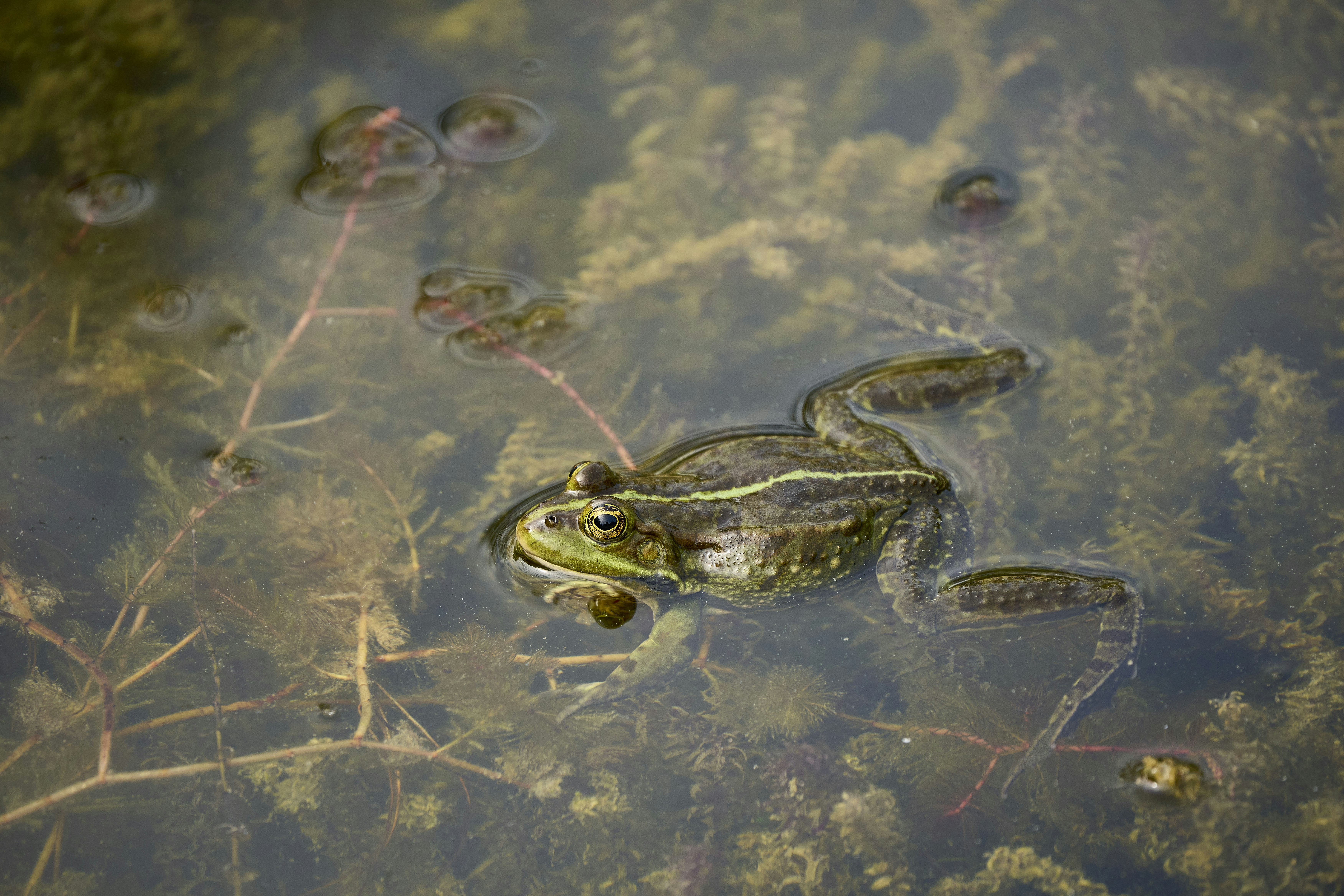 Emerald-Flecked Frog Glen: a wary gaze across a mossy pond