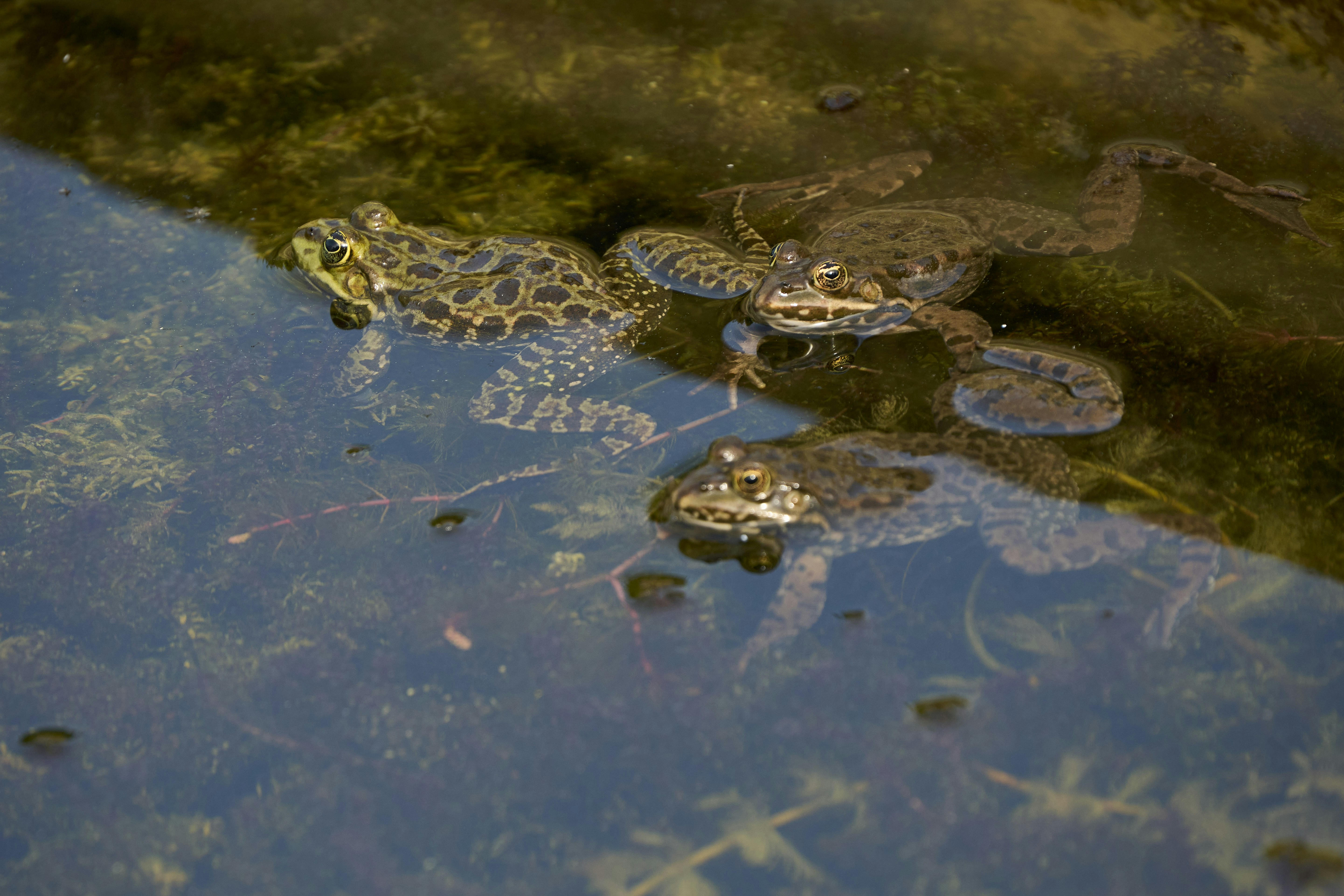 Three Curious Frogs Eyes Above the Pond