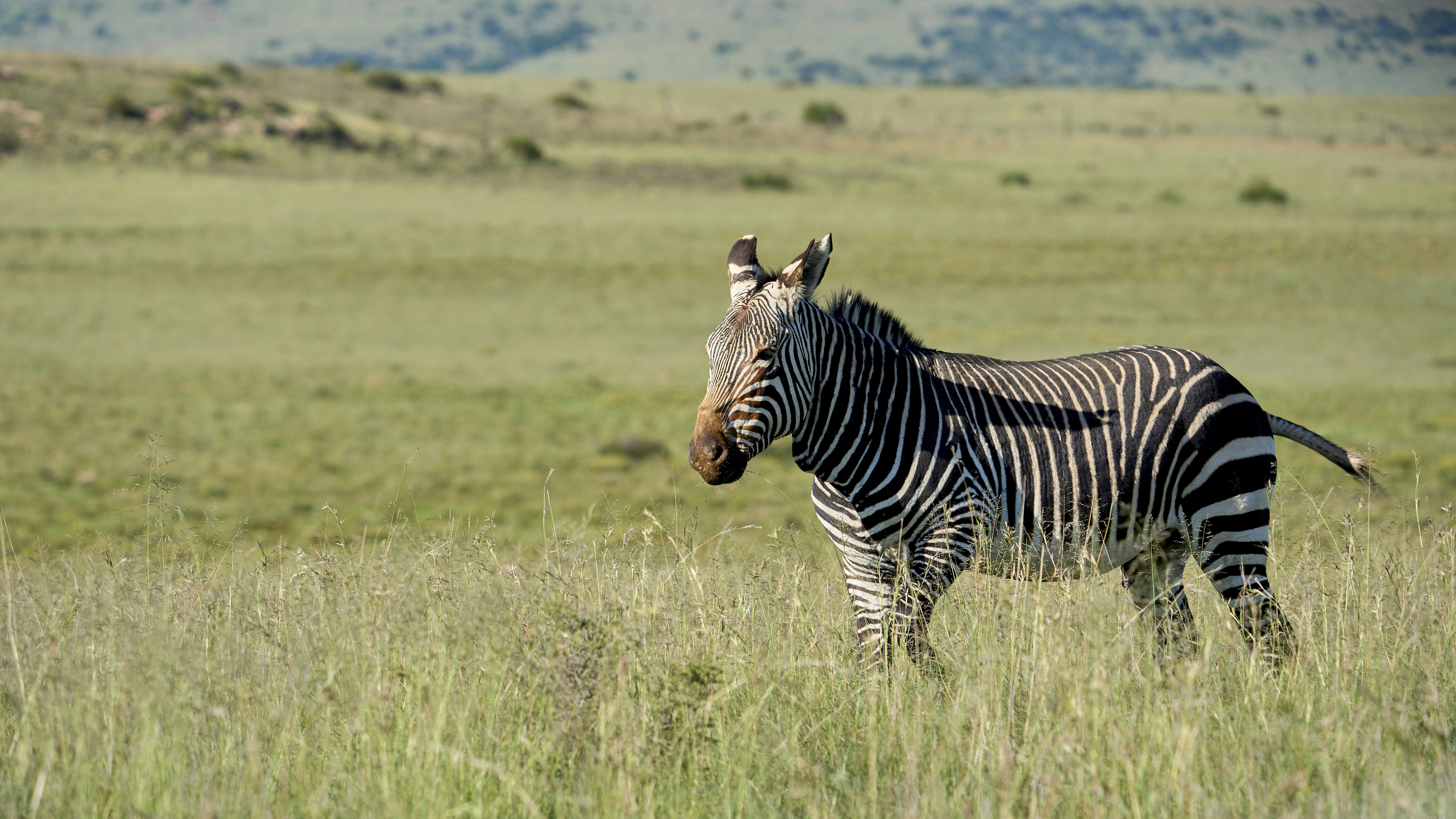 Single Zebra in a Sunlit Grassland