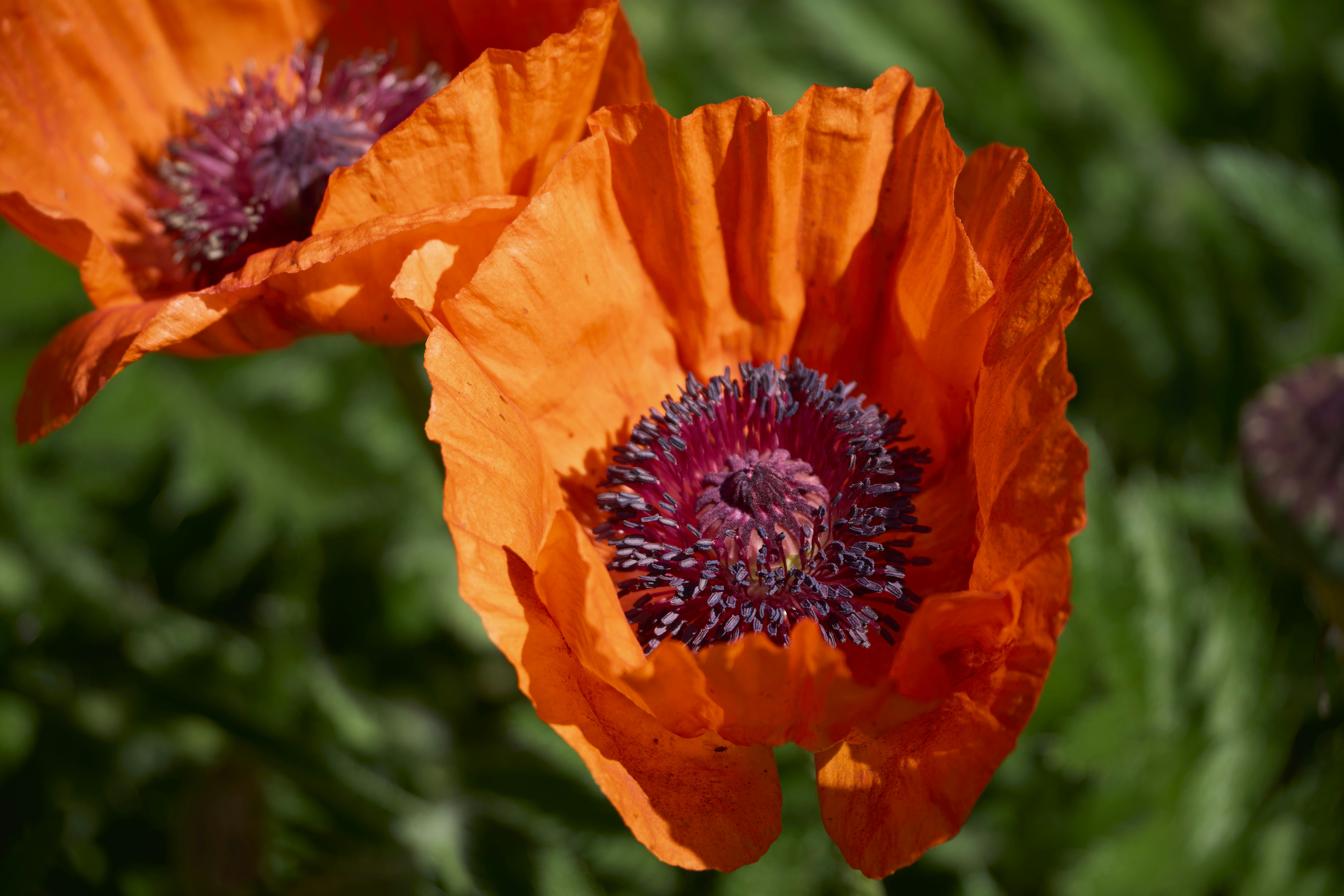 Crimson Bloom: A Close-Up of A Vibrant Orange Poppy with Textured Petals
