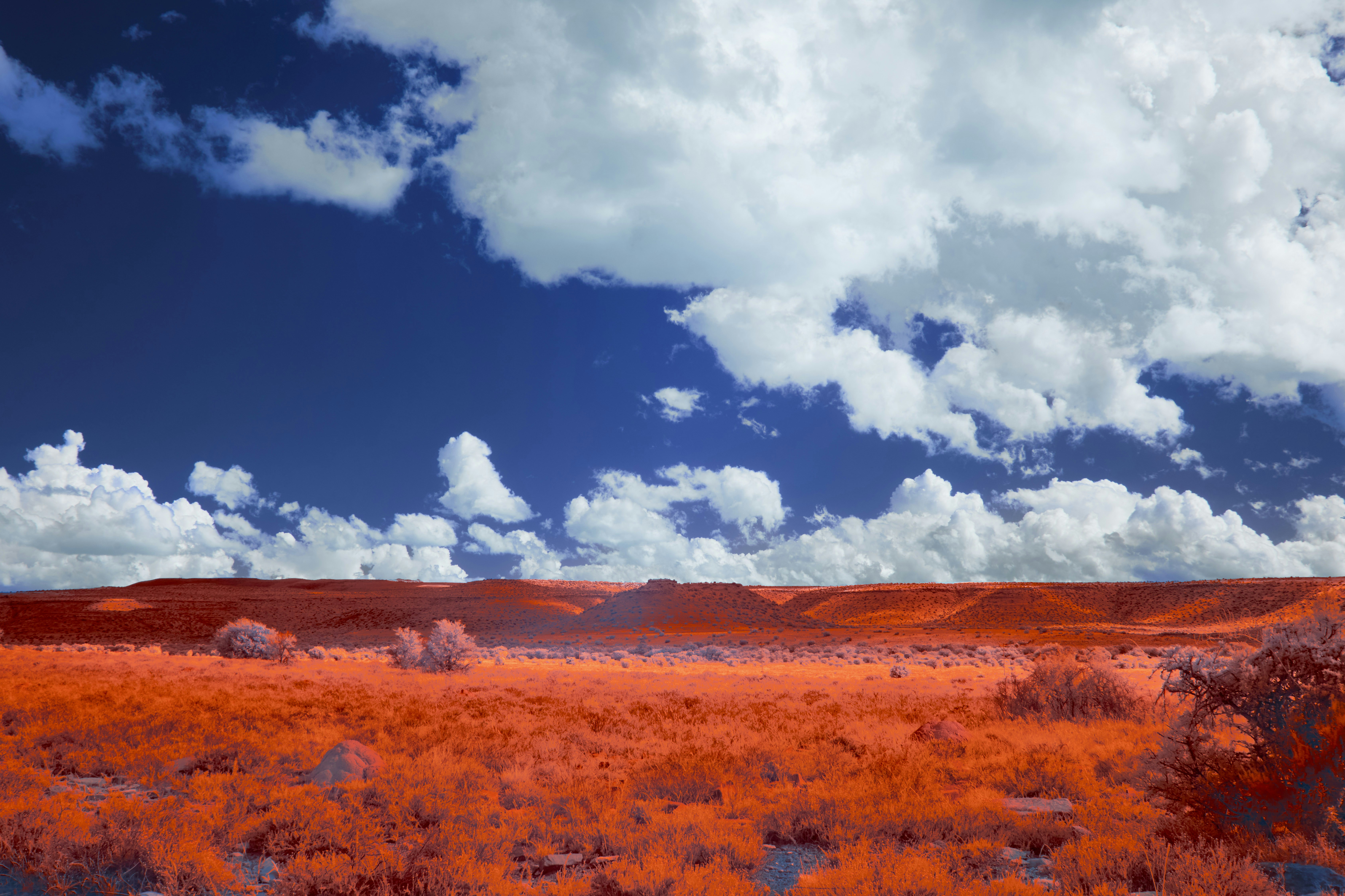 Infrared Plains: A Solar-Scarlet Horizon Under a Cerulean Sky