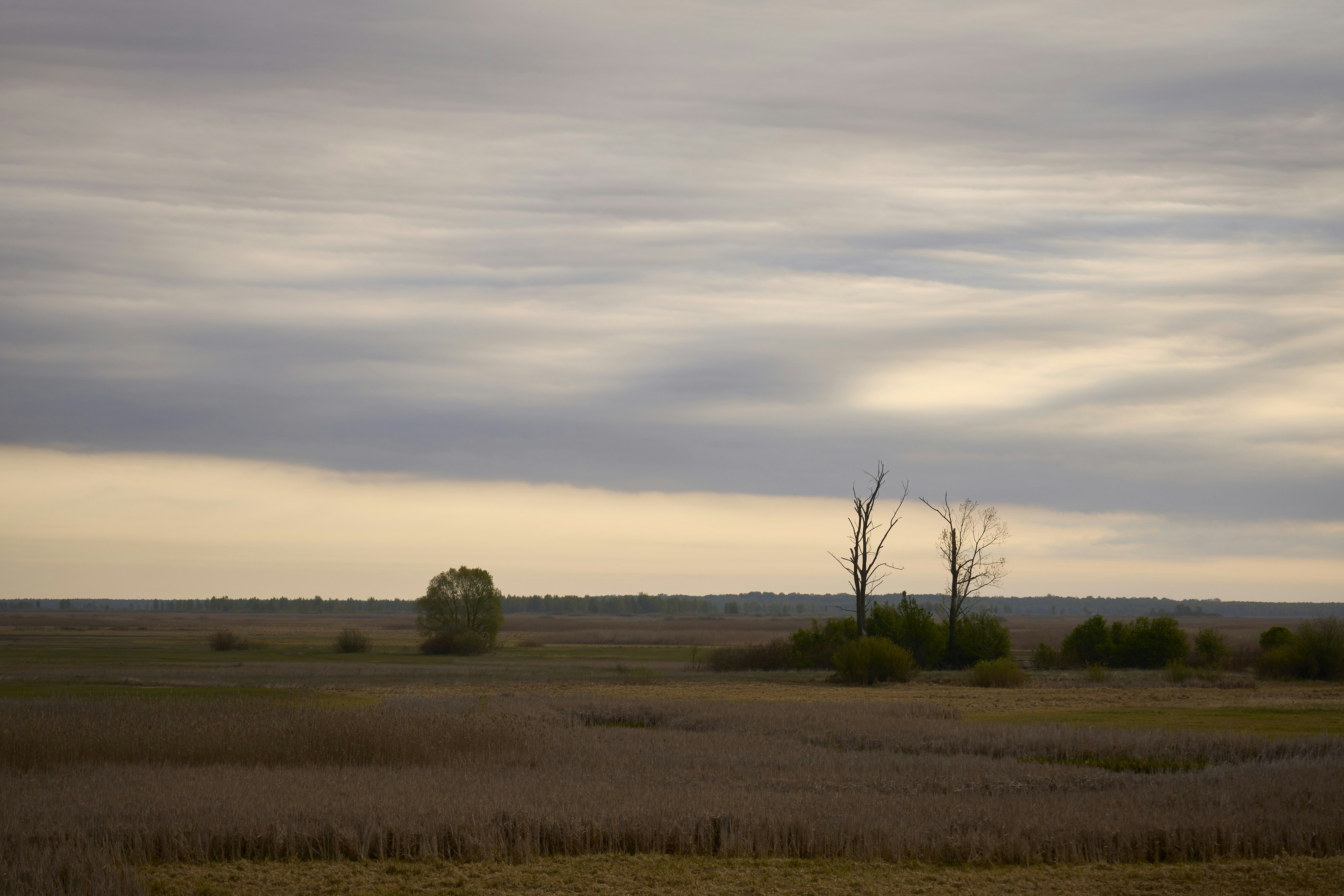 Lofty Quiet: Windswept Grassland Under a Soft Canvas