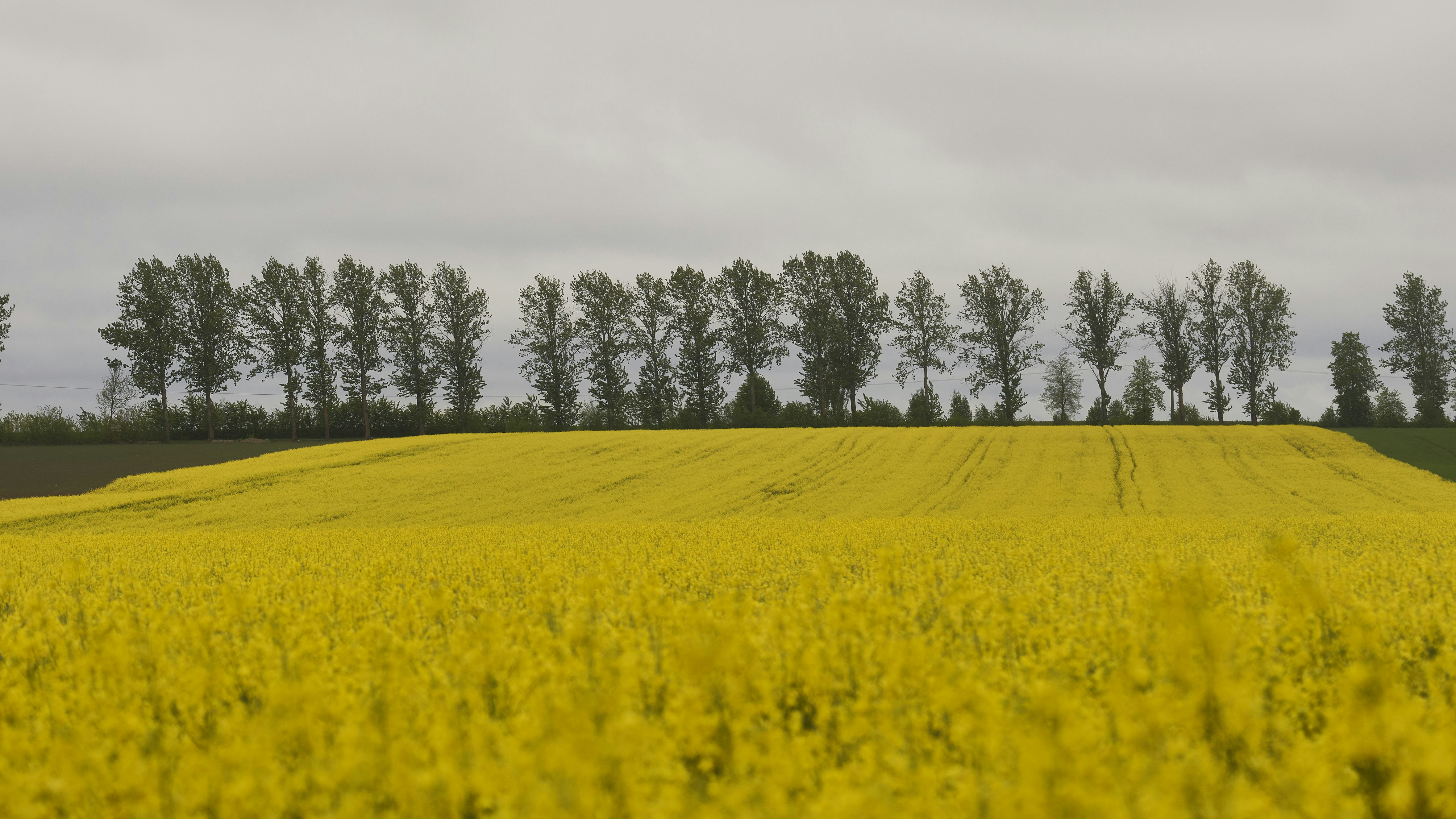 Golden Sea: A Field of Canola Under Grey Skies
