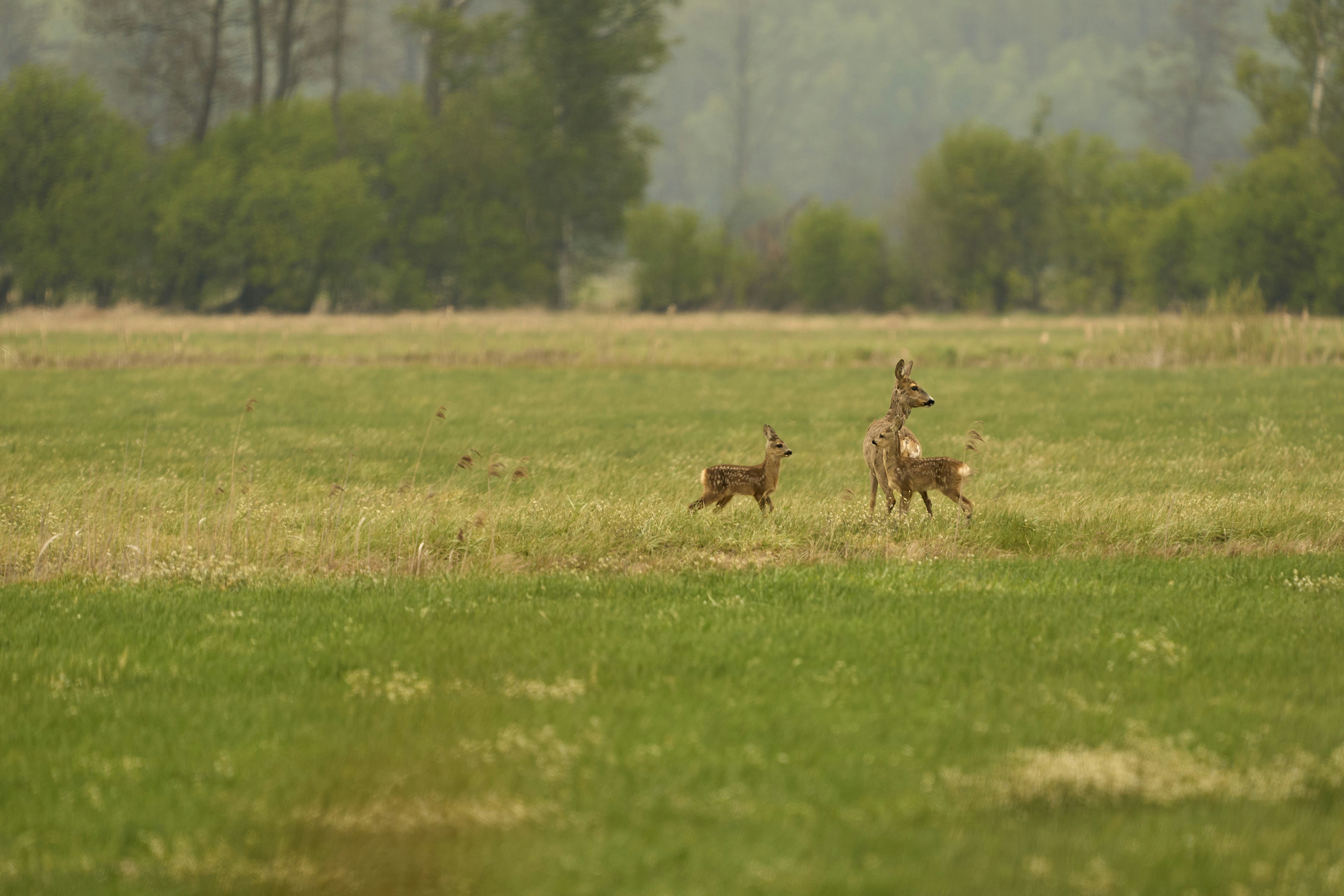 Herd of Impalas in a Sunlit Clearing