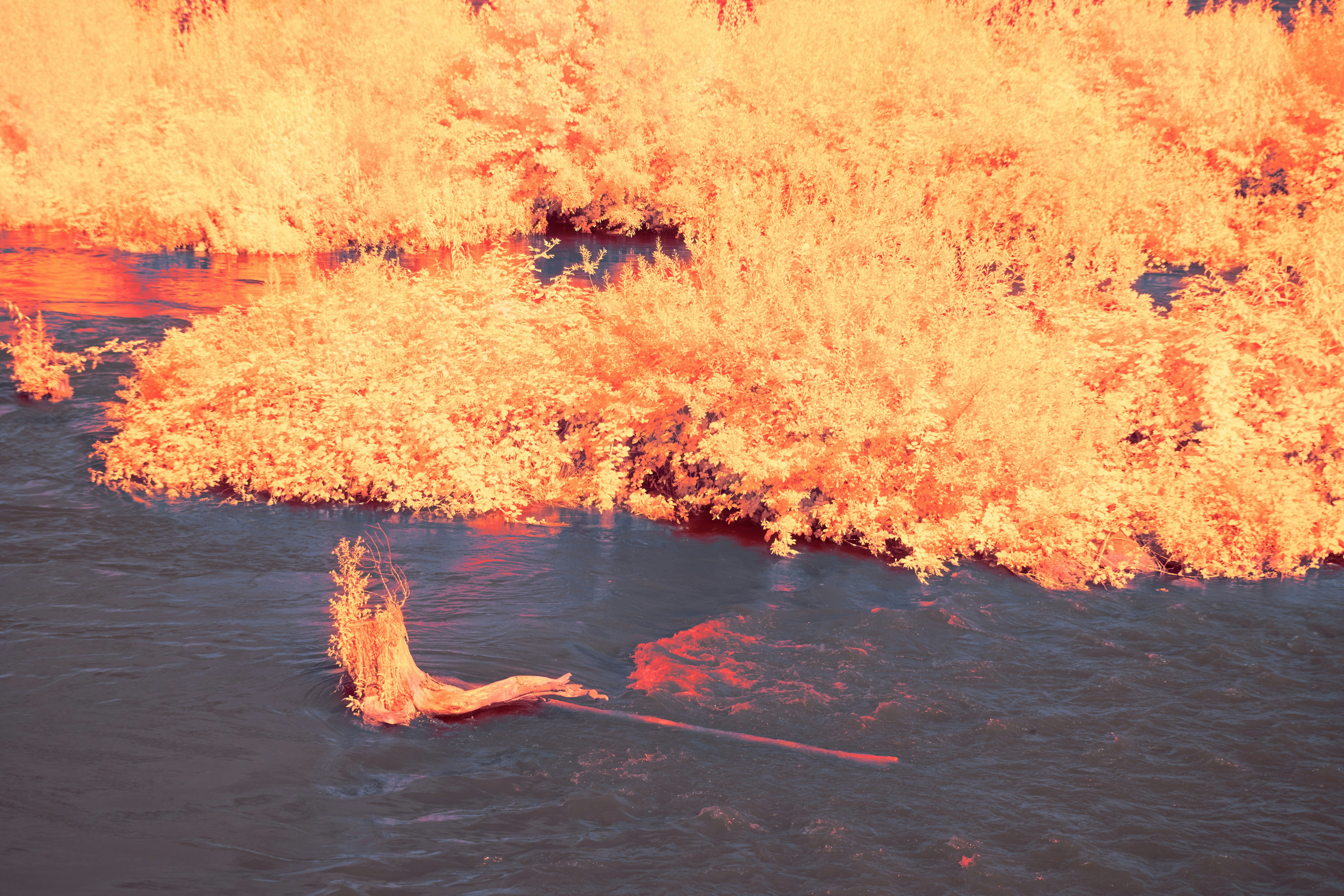 Infrared Riverbank: Heat-Outlined Foliage and Driftwood