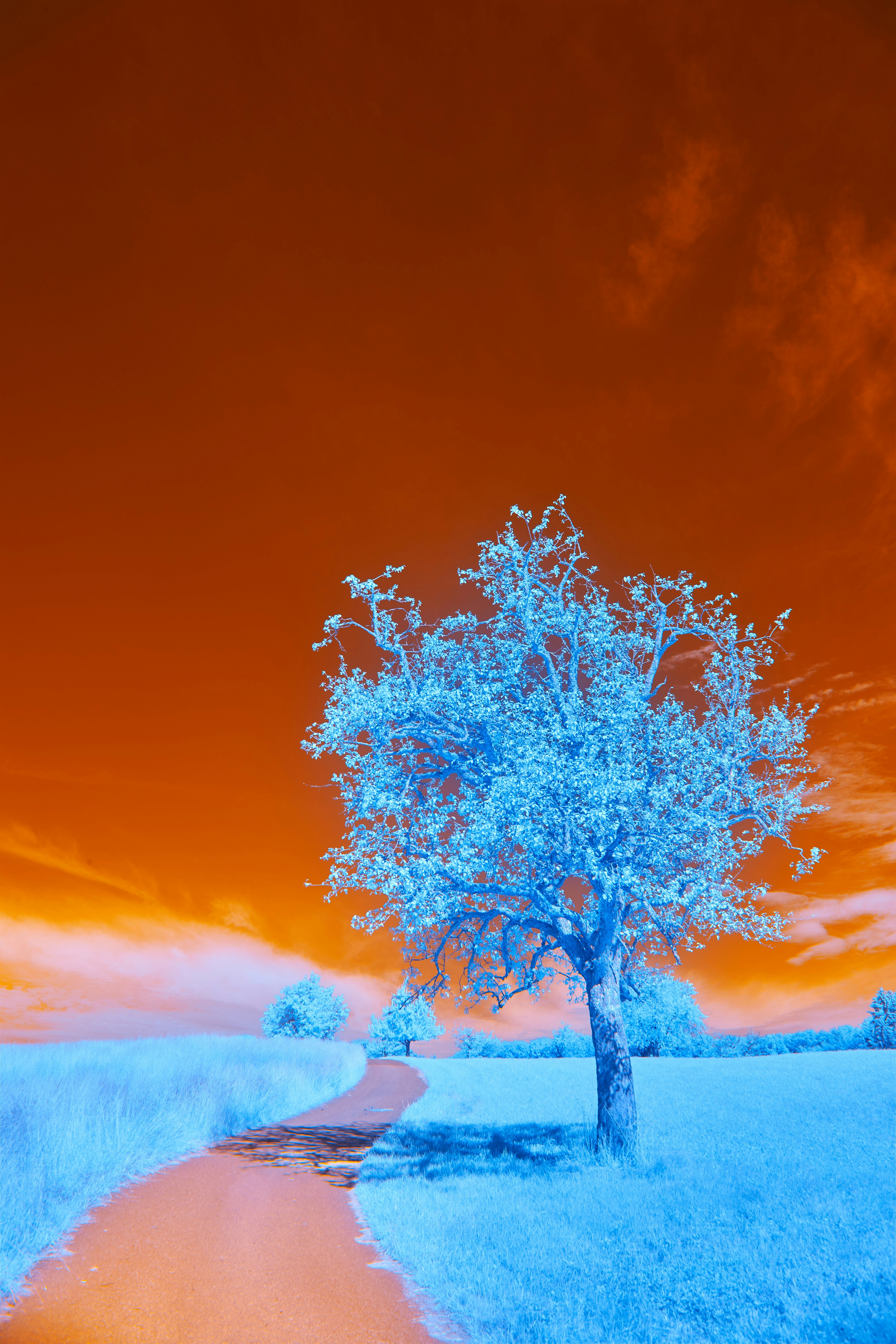 Blue Tree in a Sunset Orange Field