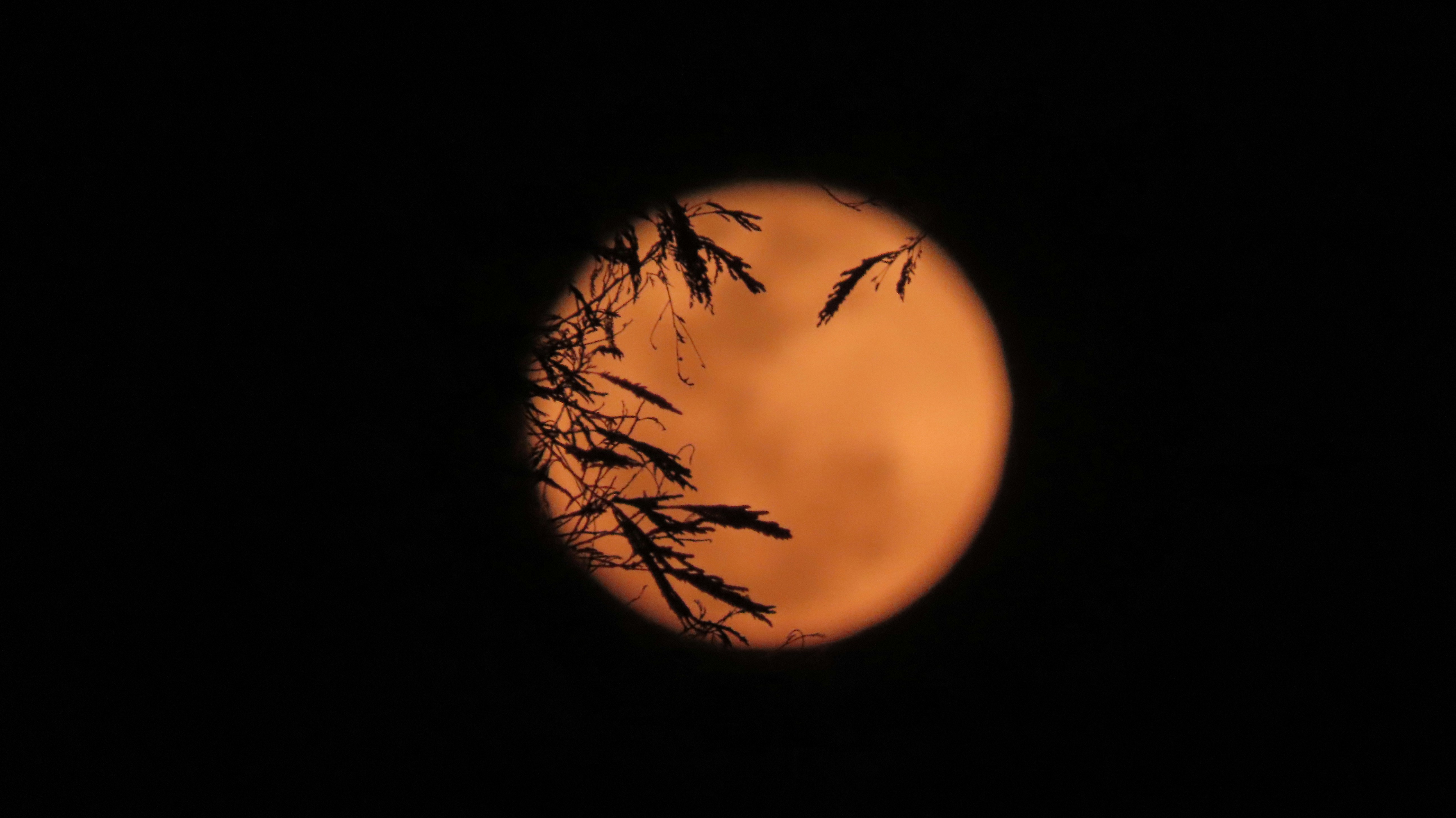 Lunar Amber: Branches Framing a Blood Moon