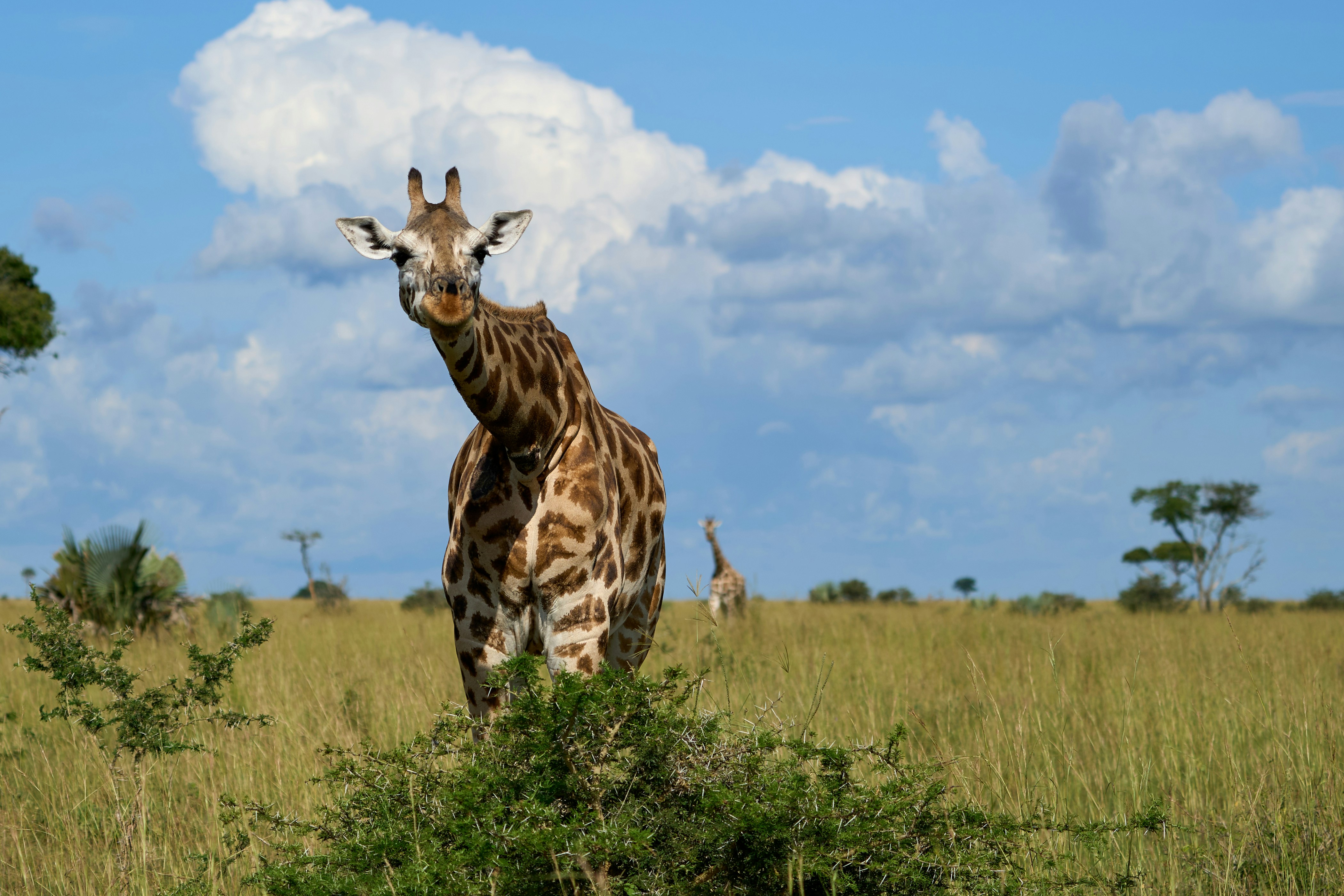 Giraffe in Golden Savannah: A Gentle Gaze Across the Plains
