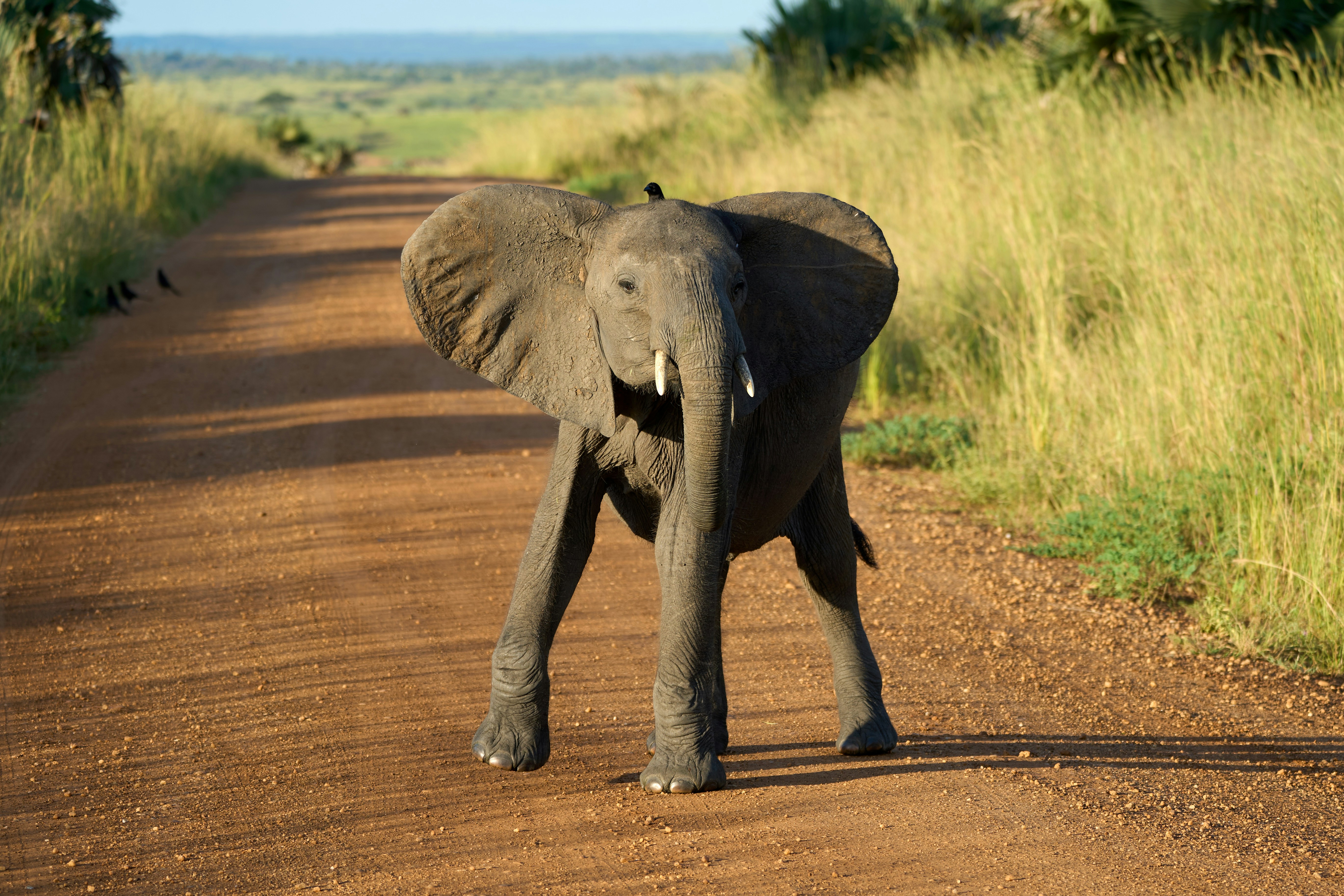 Trailbound Elephant: A Solitary Sojourner in Golden Light