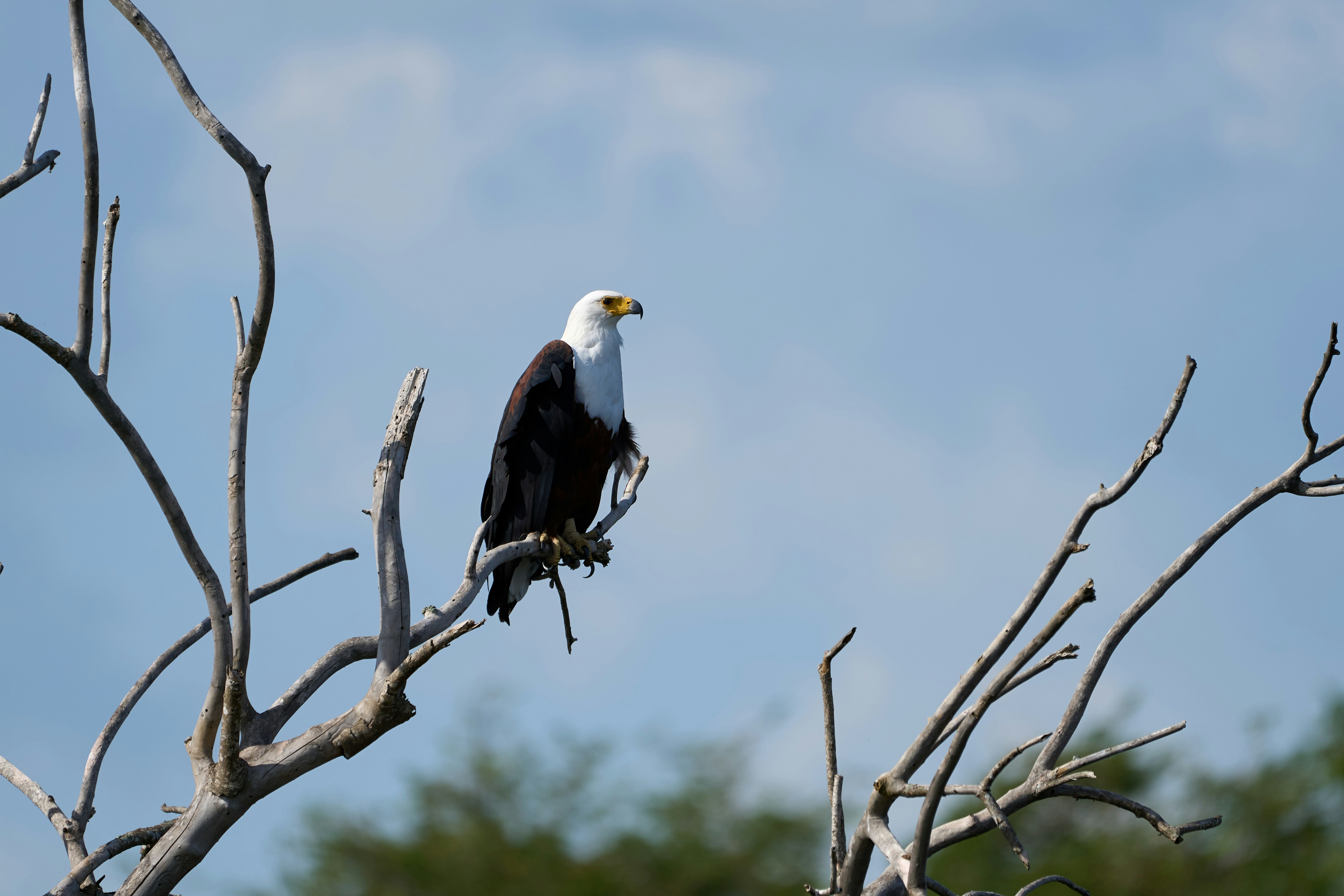 A solitary bald eagle surveys the landscape from a stark, leafless branch