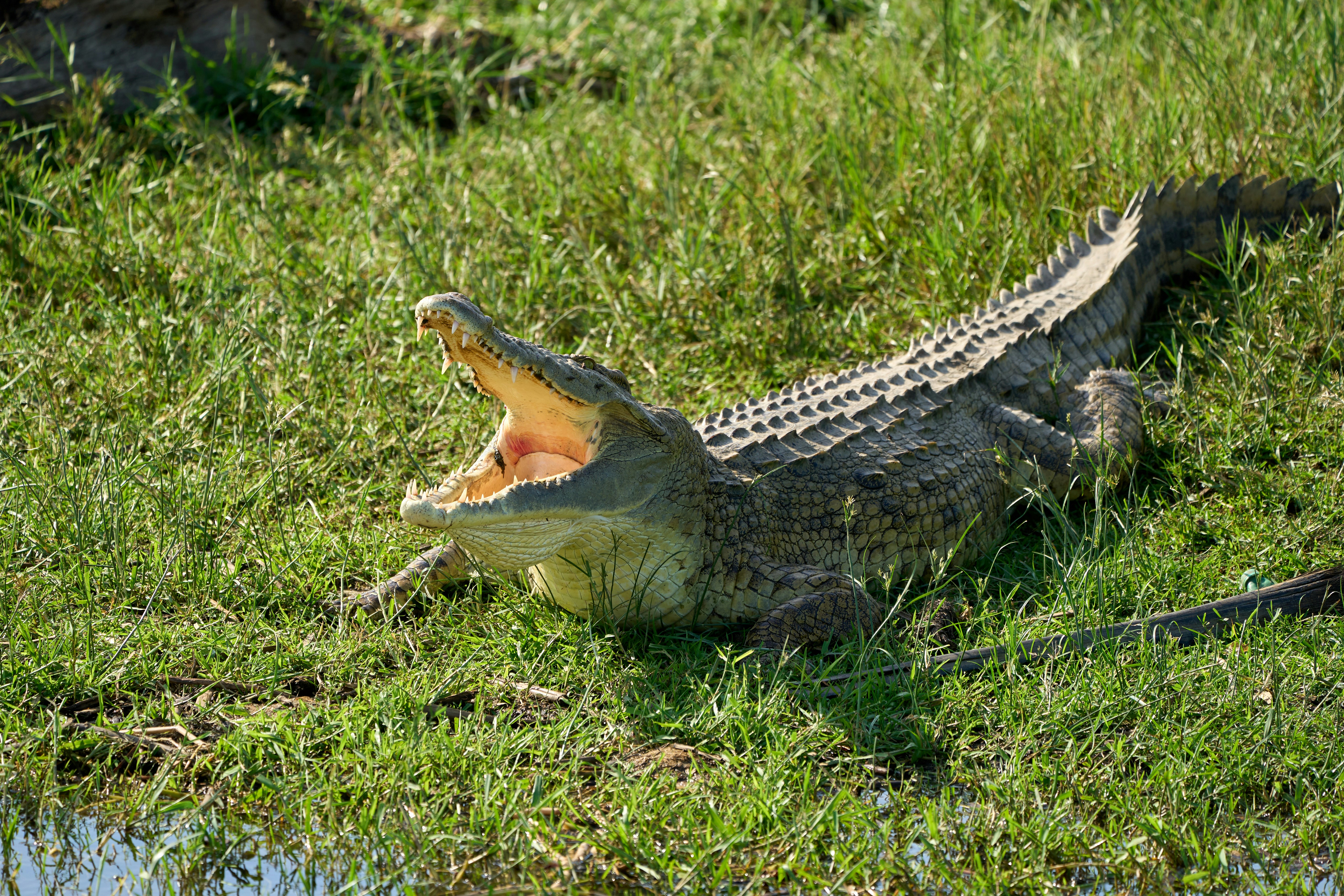 Crocodile with open jaws rests on grassy bank near a water edge, sunlit textures and rough skin visible.