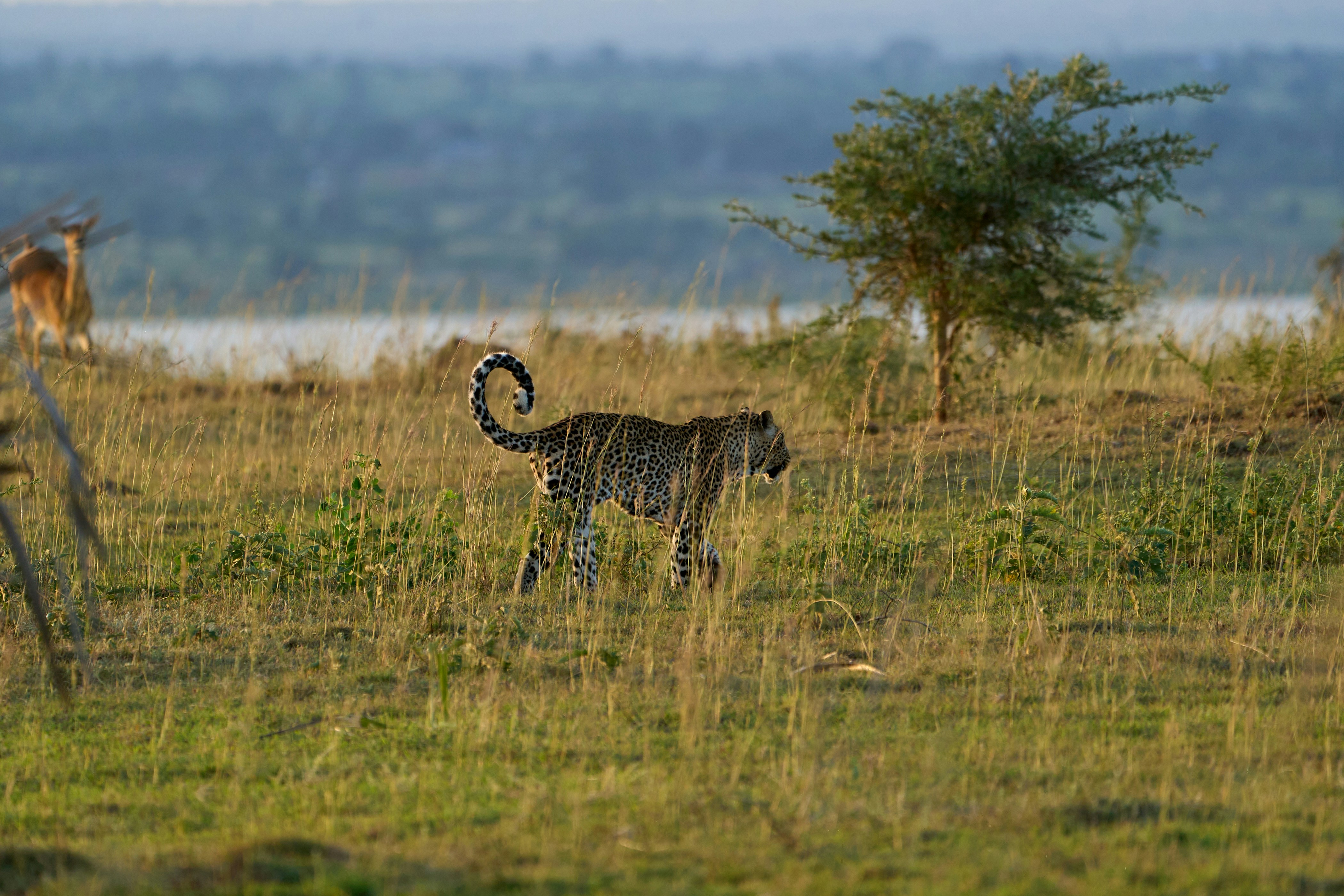 Cheetah on the Savannah: A Moment Between Grass and Horizon