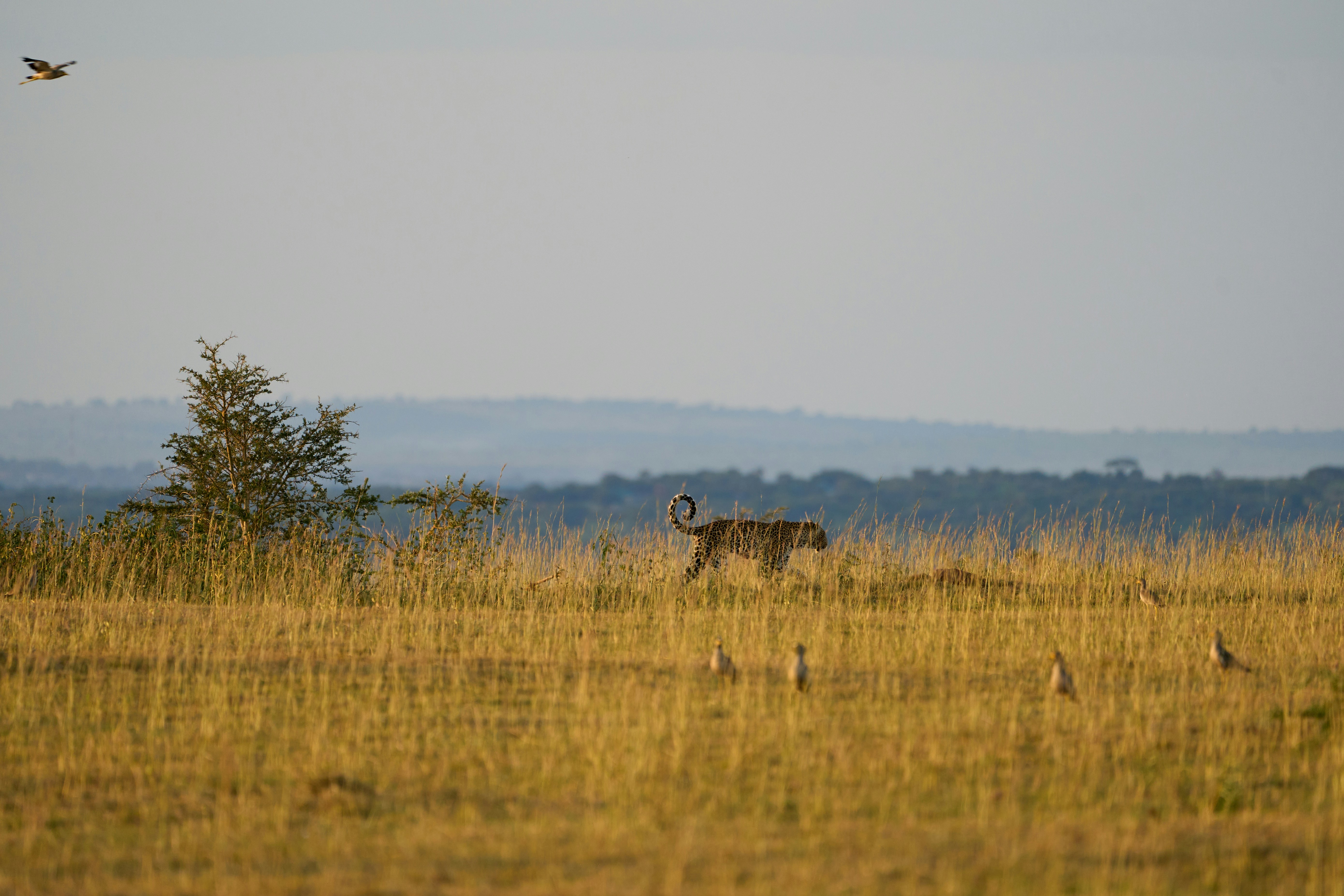 Grazing Giraffes on the Golden Plain at Dusk