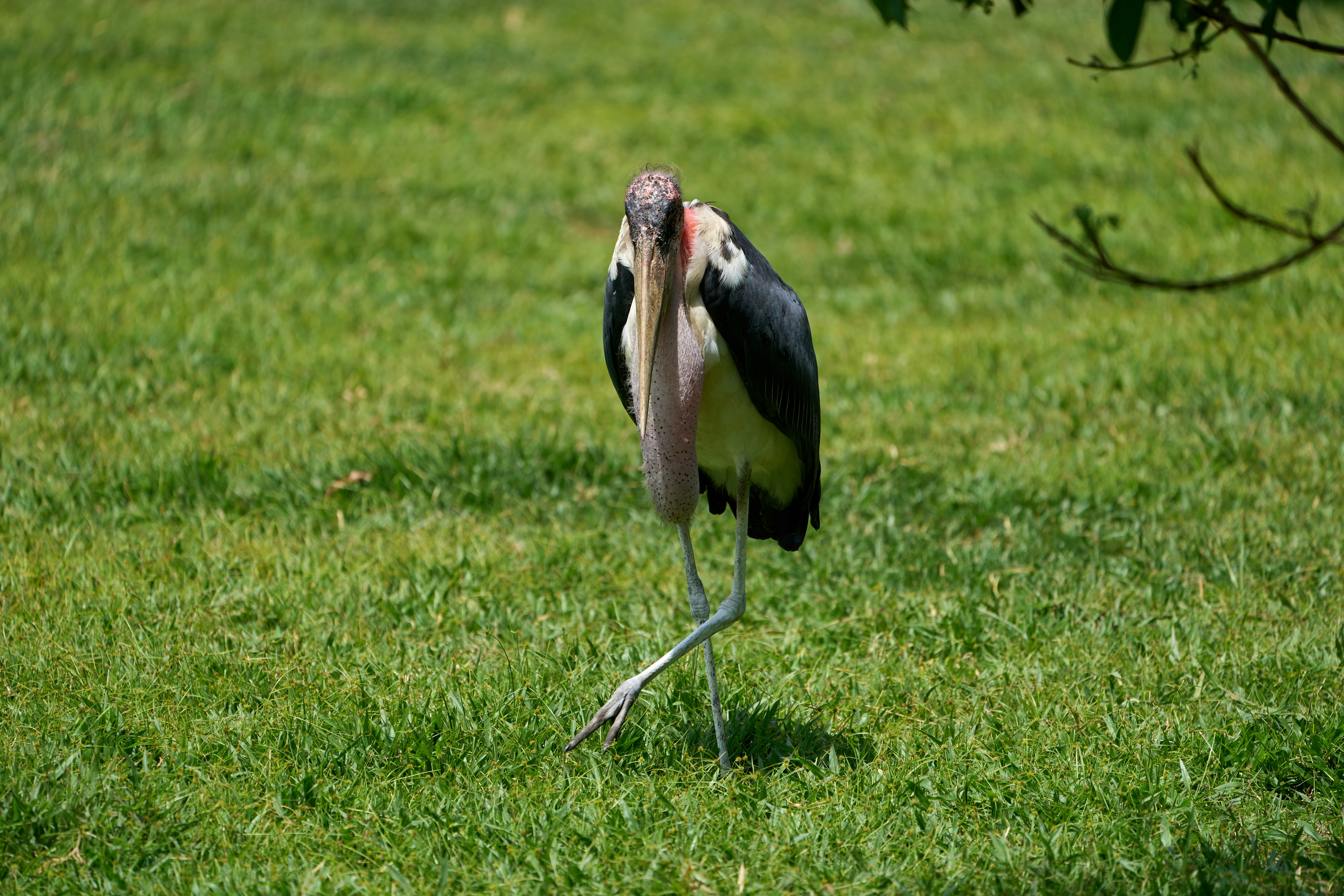 A Heron Pauses in a Sunlit Meadow
