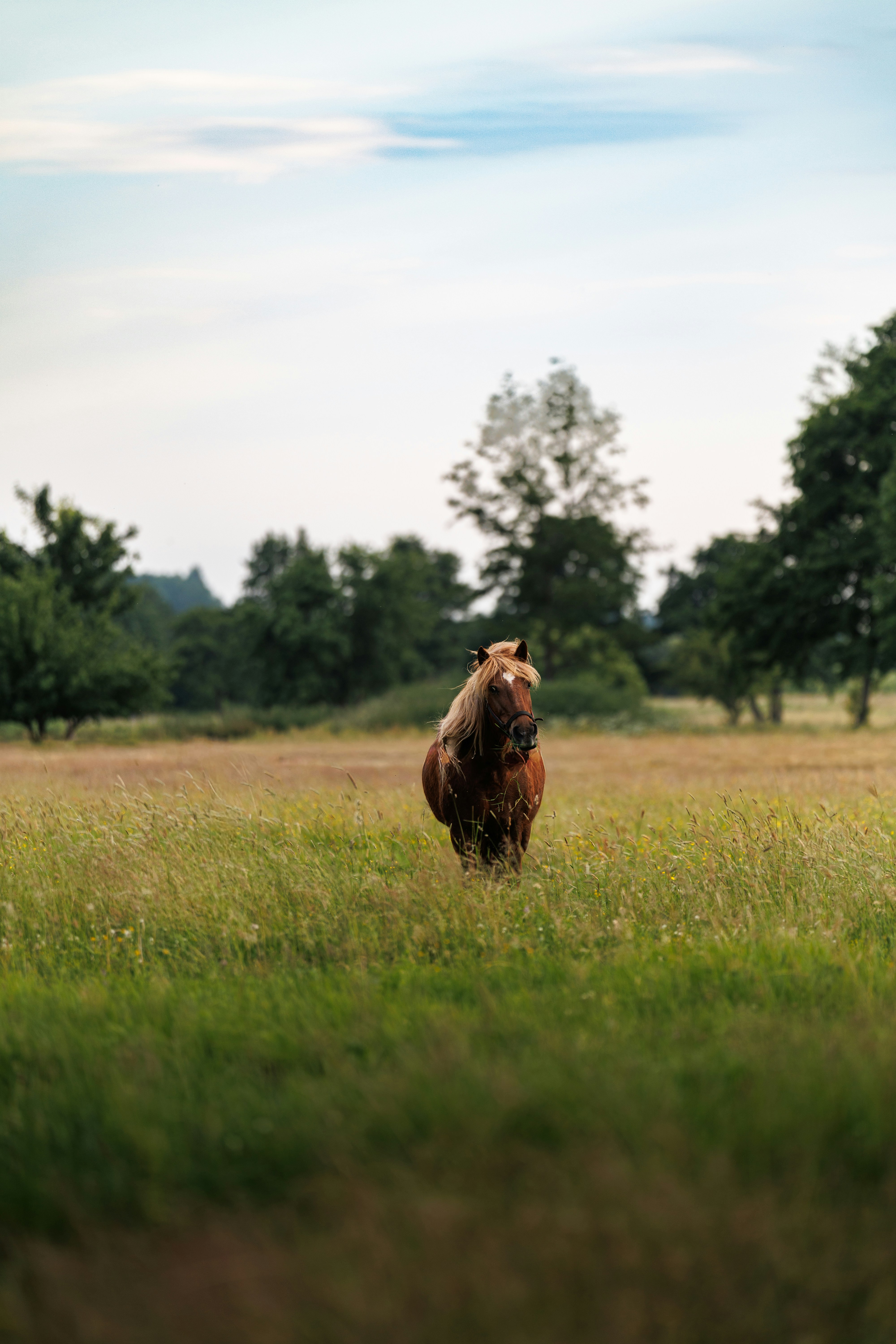 Horse in a Sunlit Meadow: A Quiet Field Portrait
