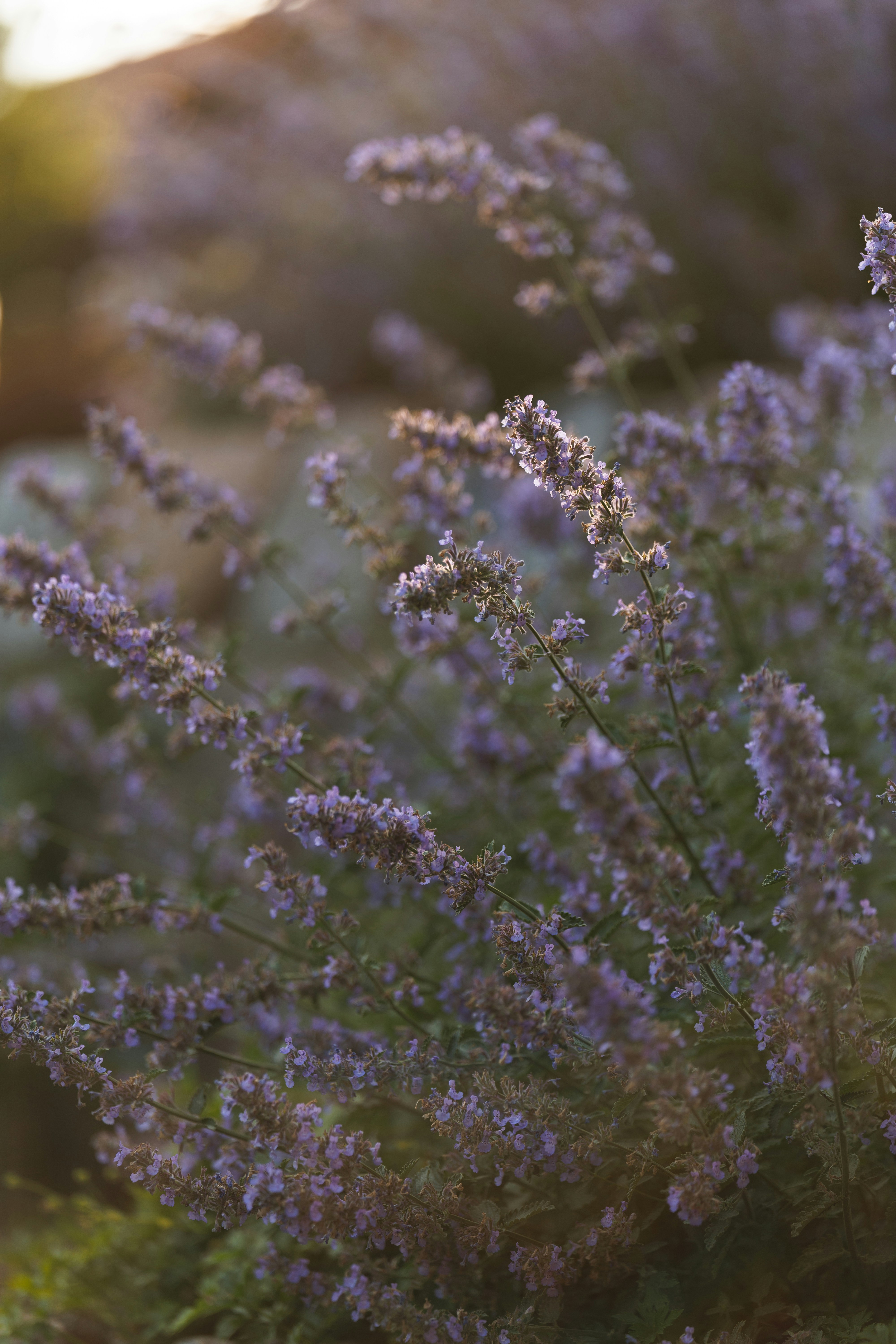 Lavender Crown in Soft Evening Light