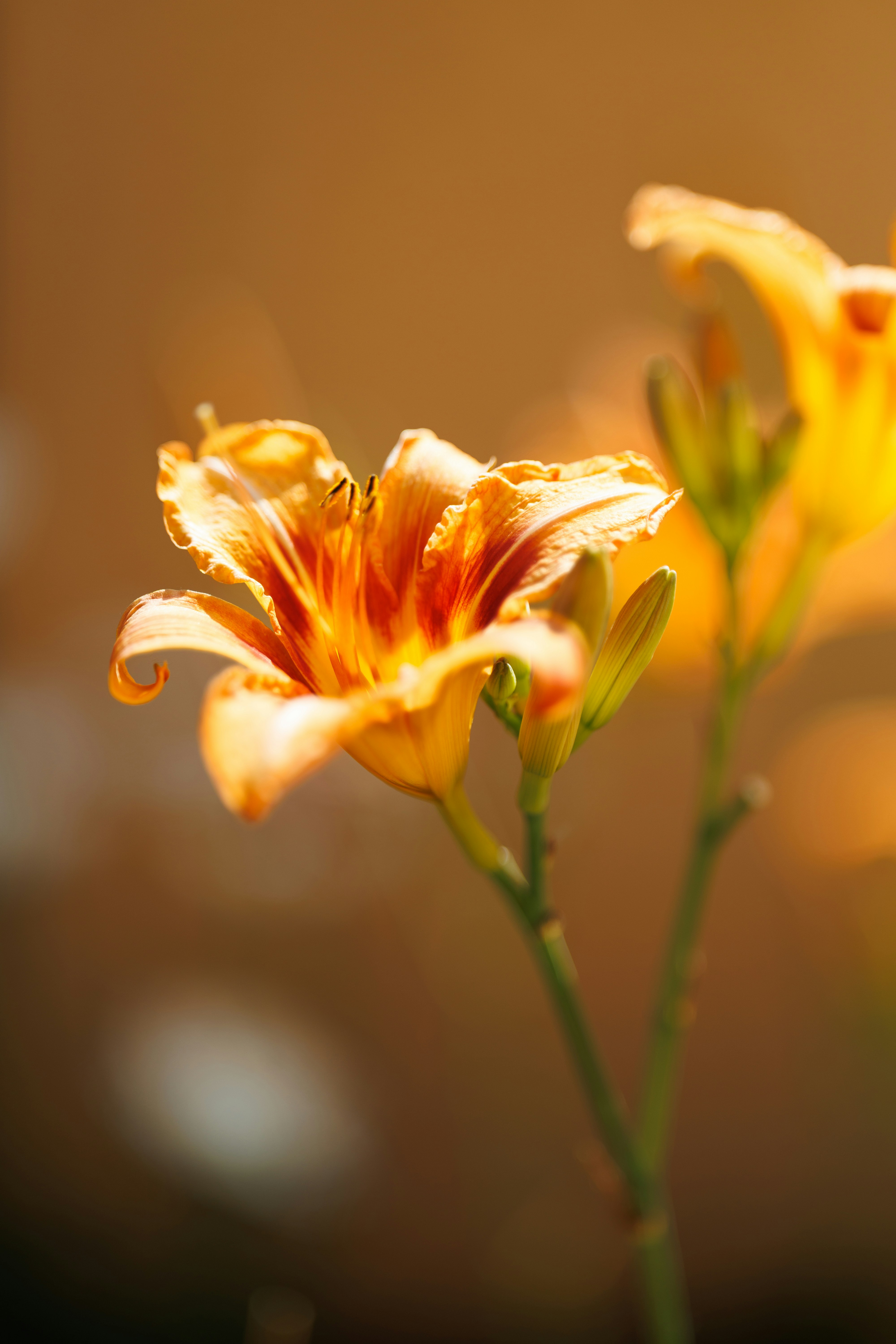 Amber Bloom in Soft Focus