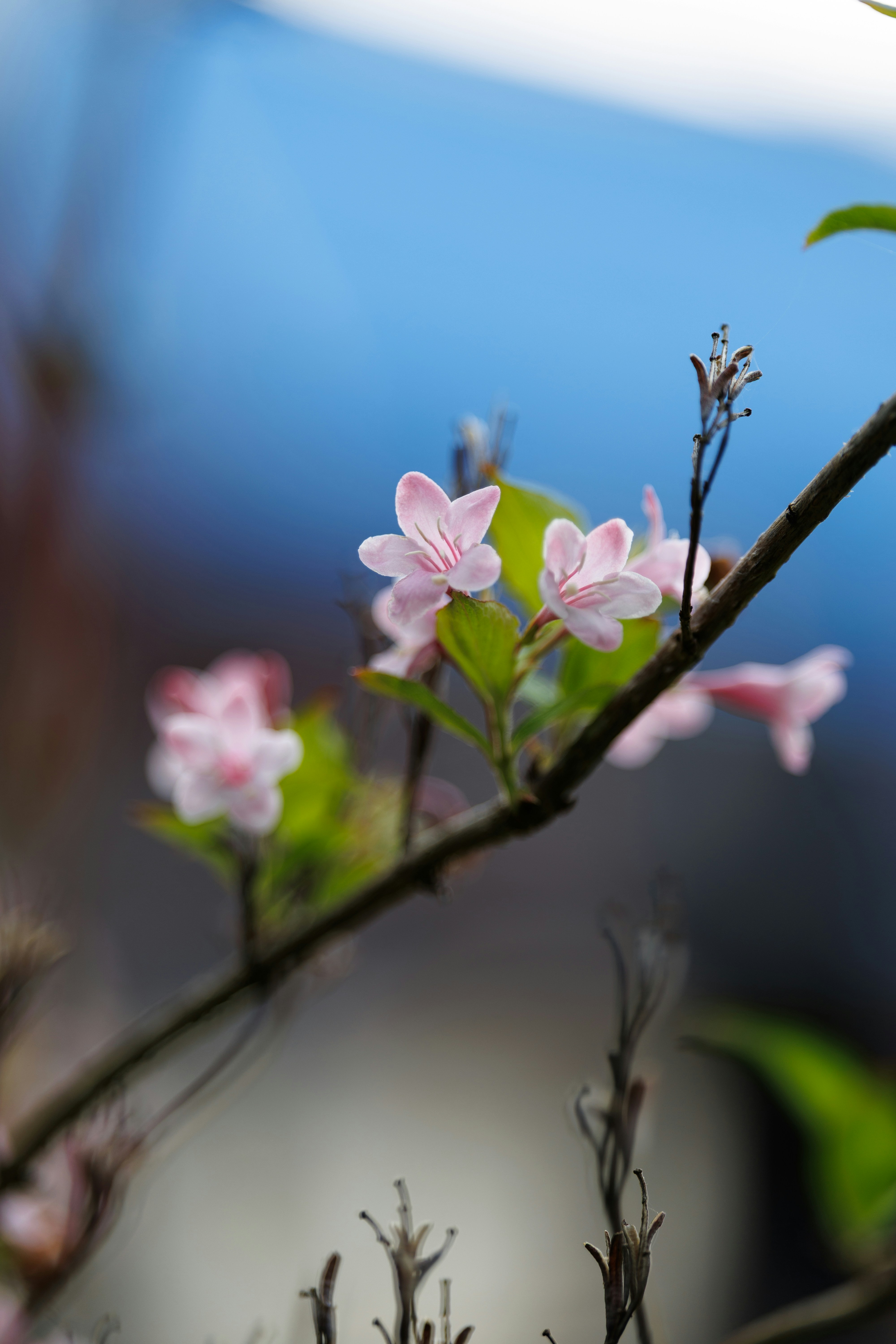 Pink blossoms on a blurred blue backdrop