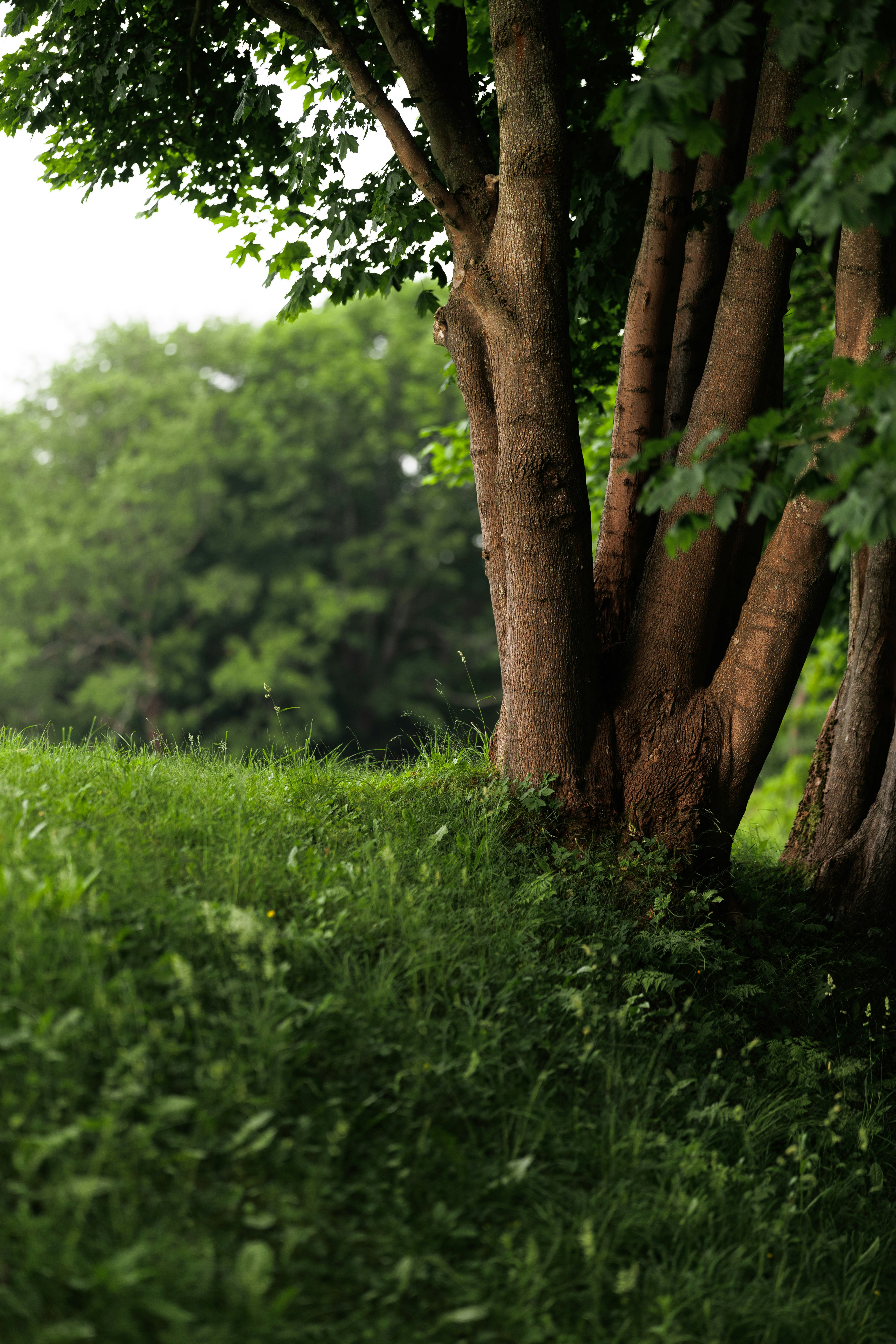 Whispering Grove: A Cluster of Old Trees at the Edge of Spring Hill