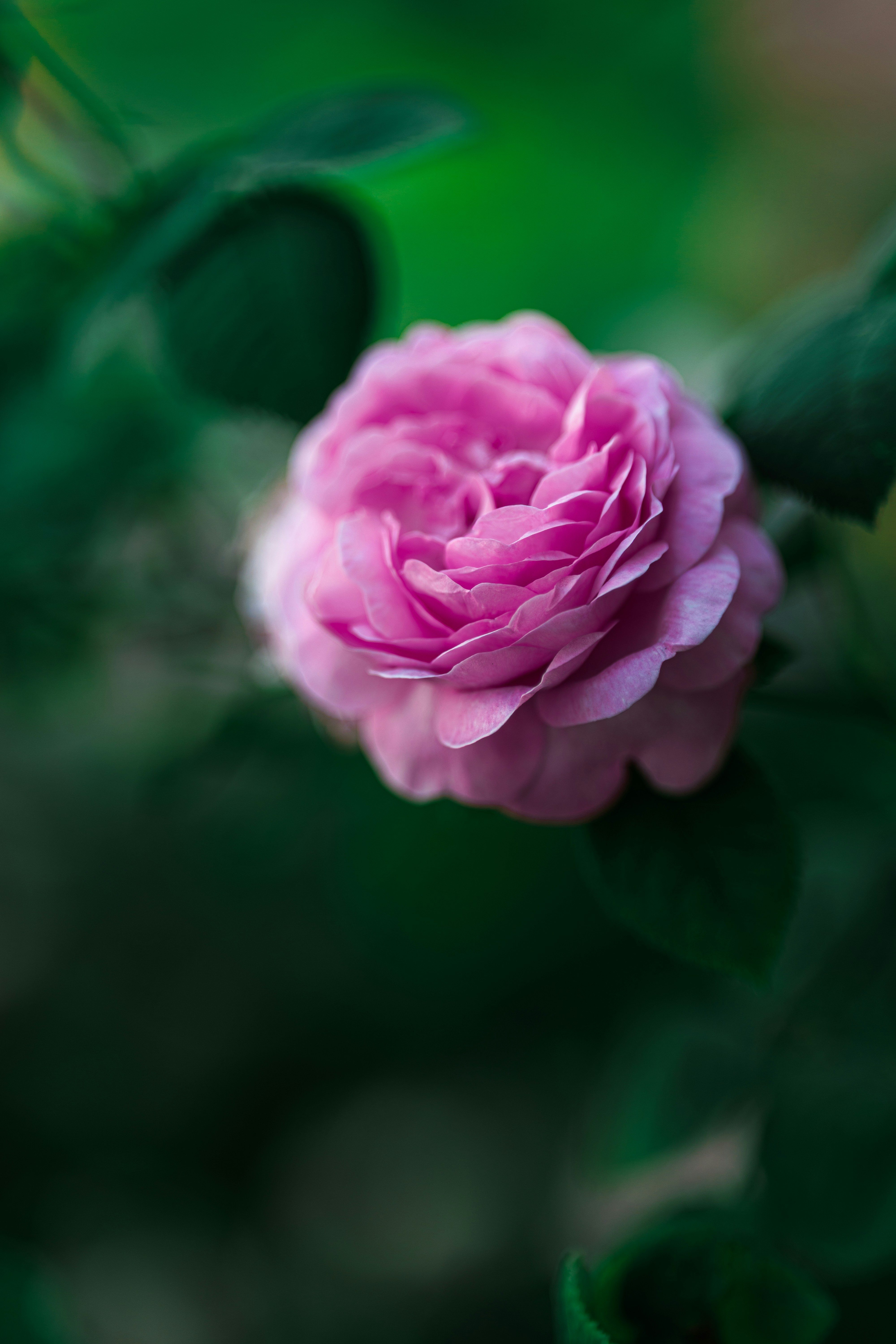 Centered Rosy Bloom: A Soft-Focused Close-Up
