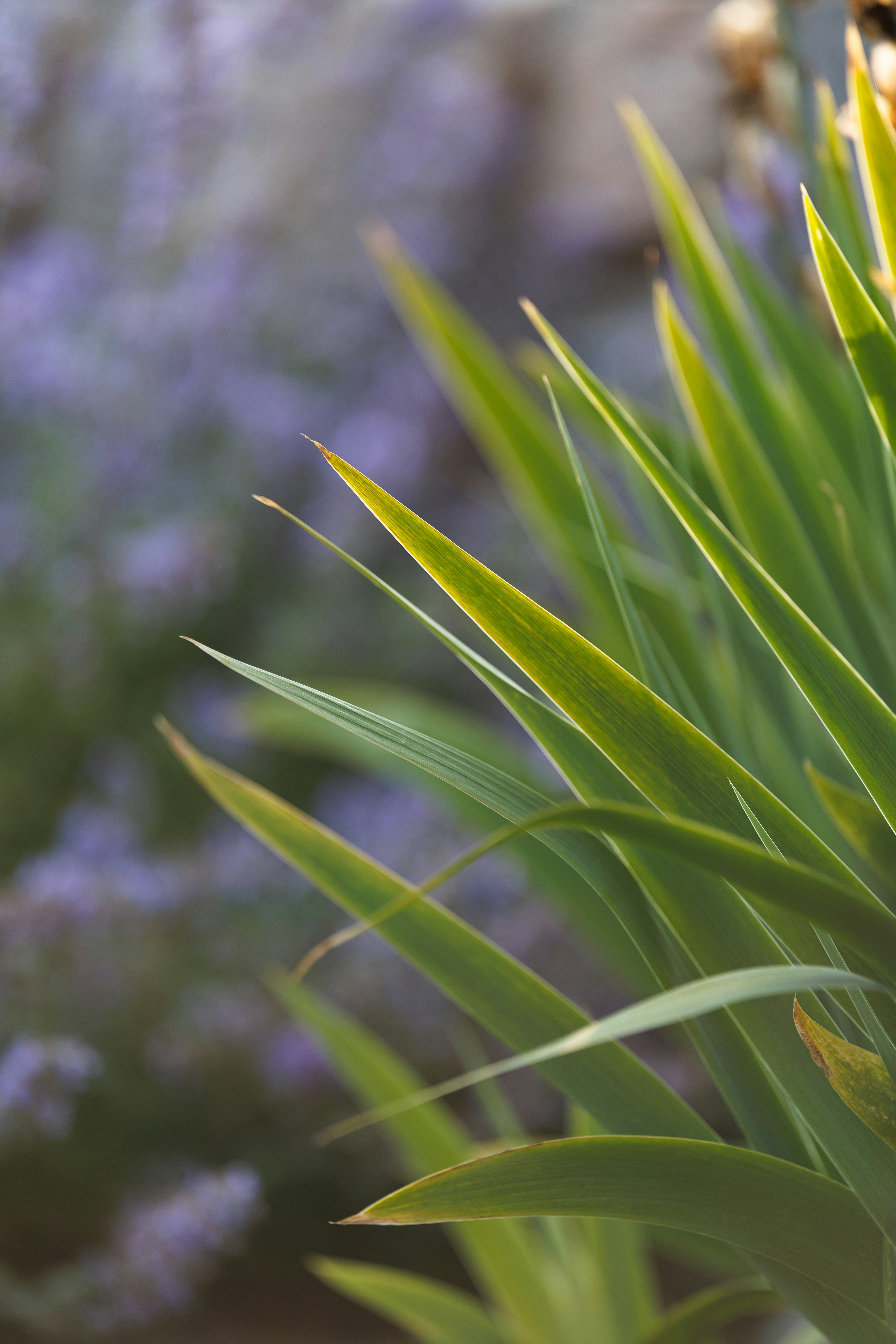 Sunlit Armor: Spiky Green Leaves Reach into a Lavender Blur