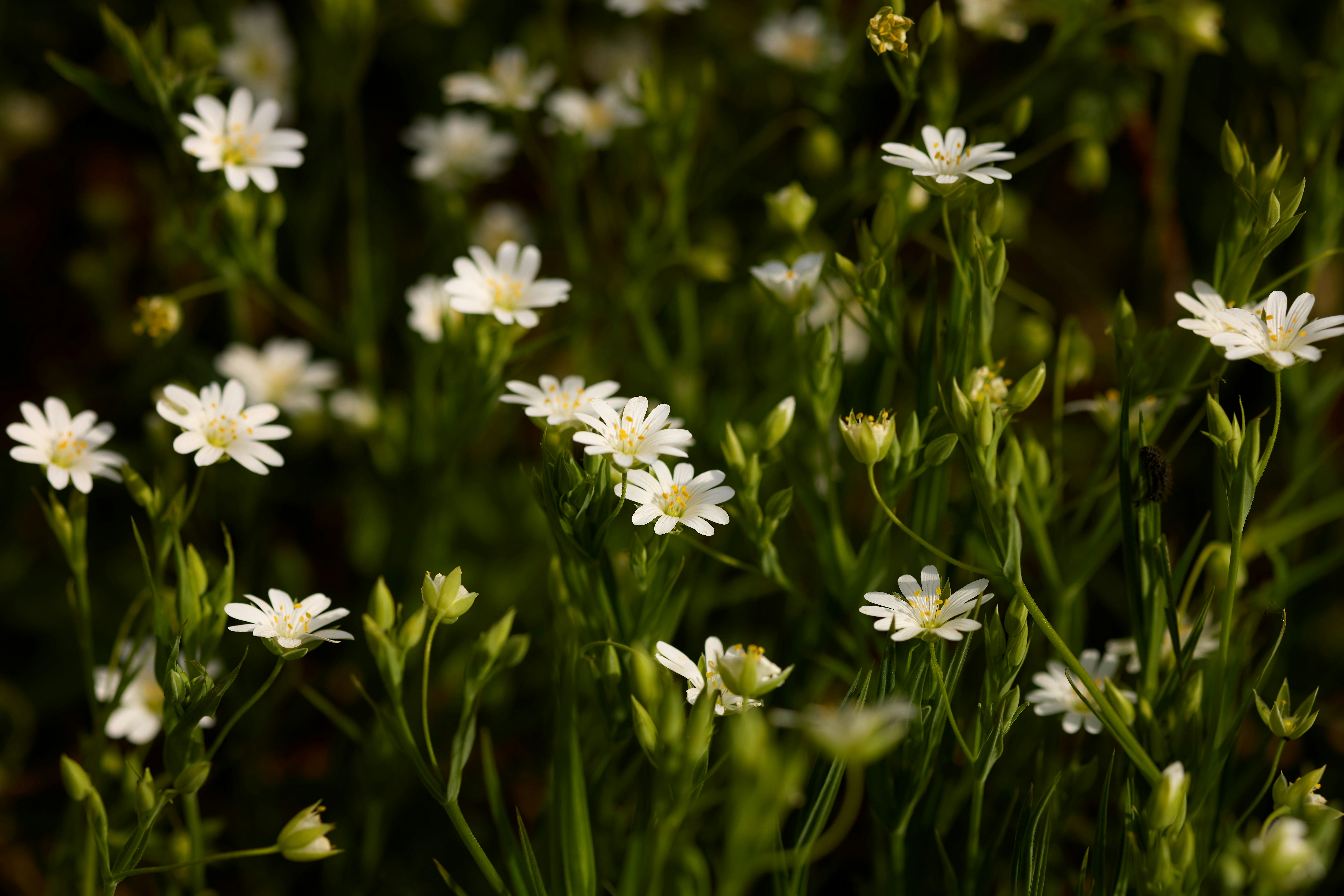 Whispers of White in a Meadow of Green