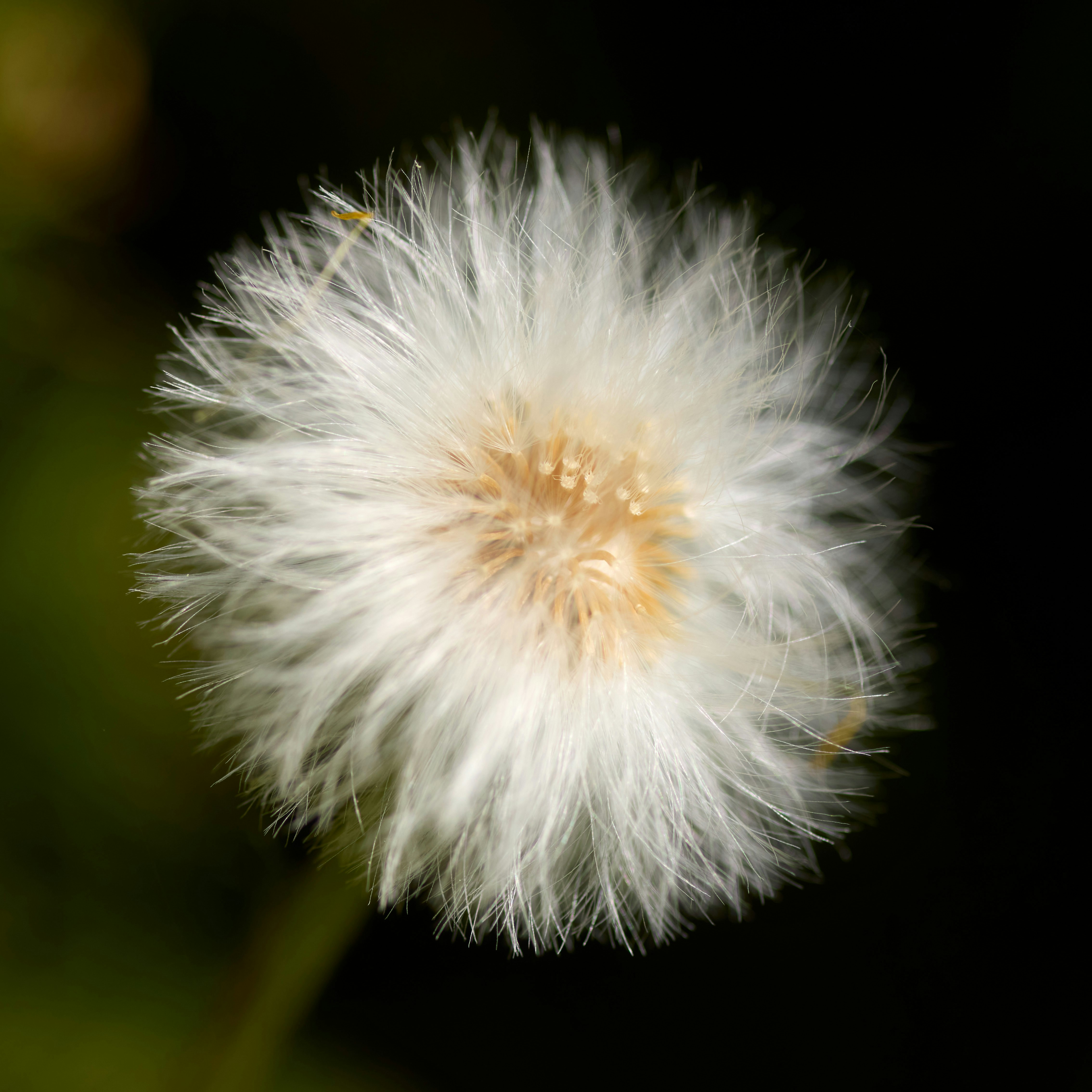 Soft Crown: A Close-Up of a Dandelion Seed Head Against Velvet Darkness