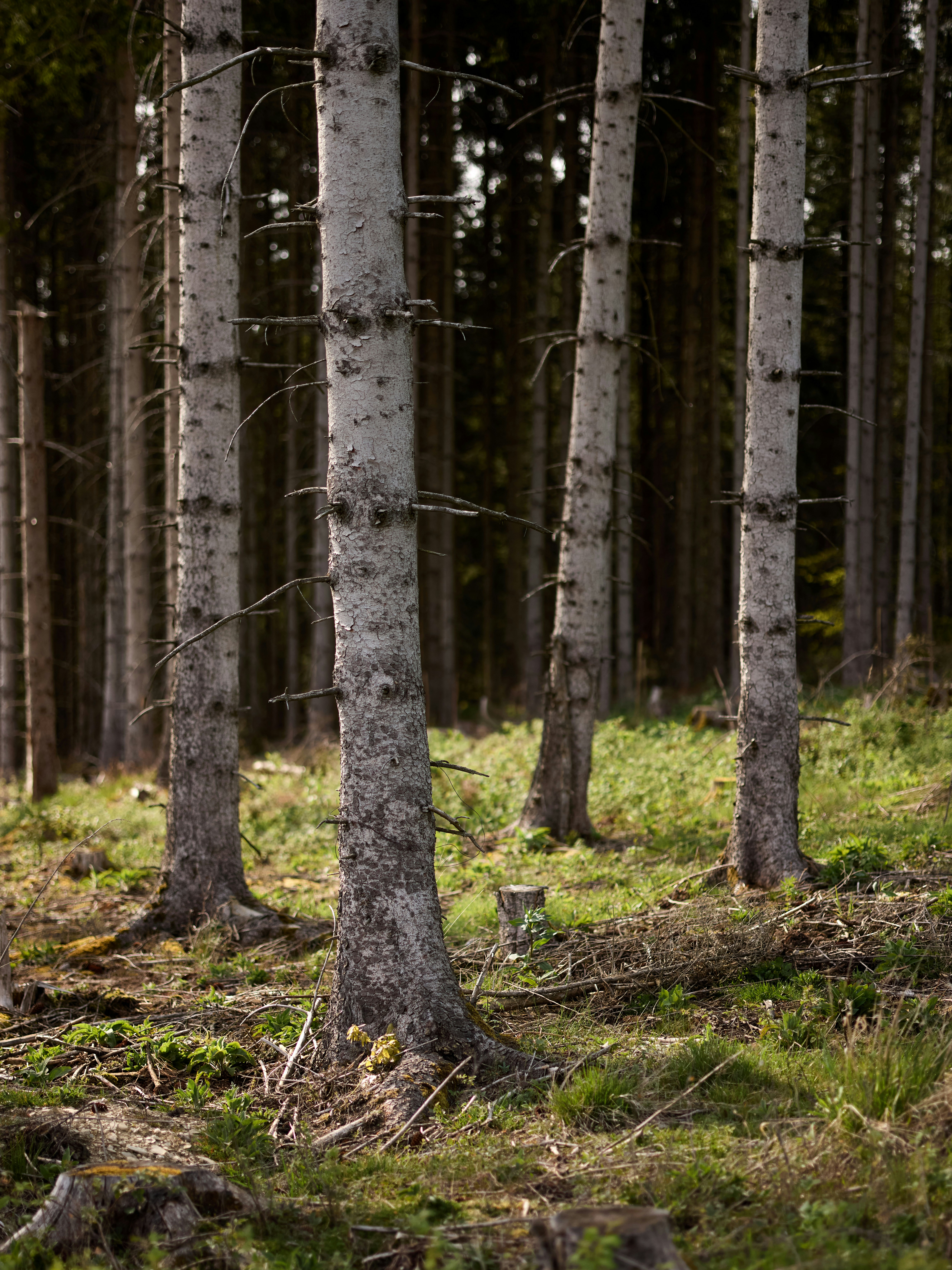 Forest in Focus: Spacing of Silver Birch Trunks