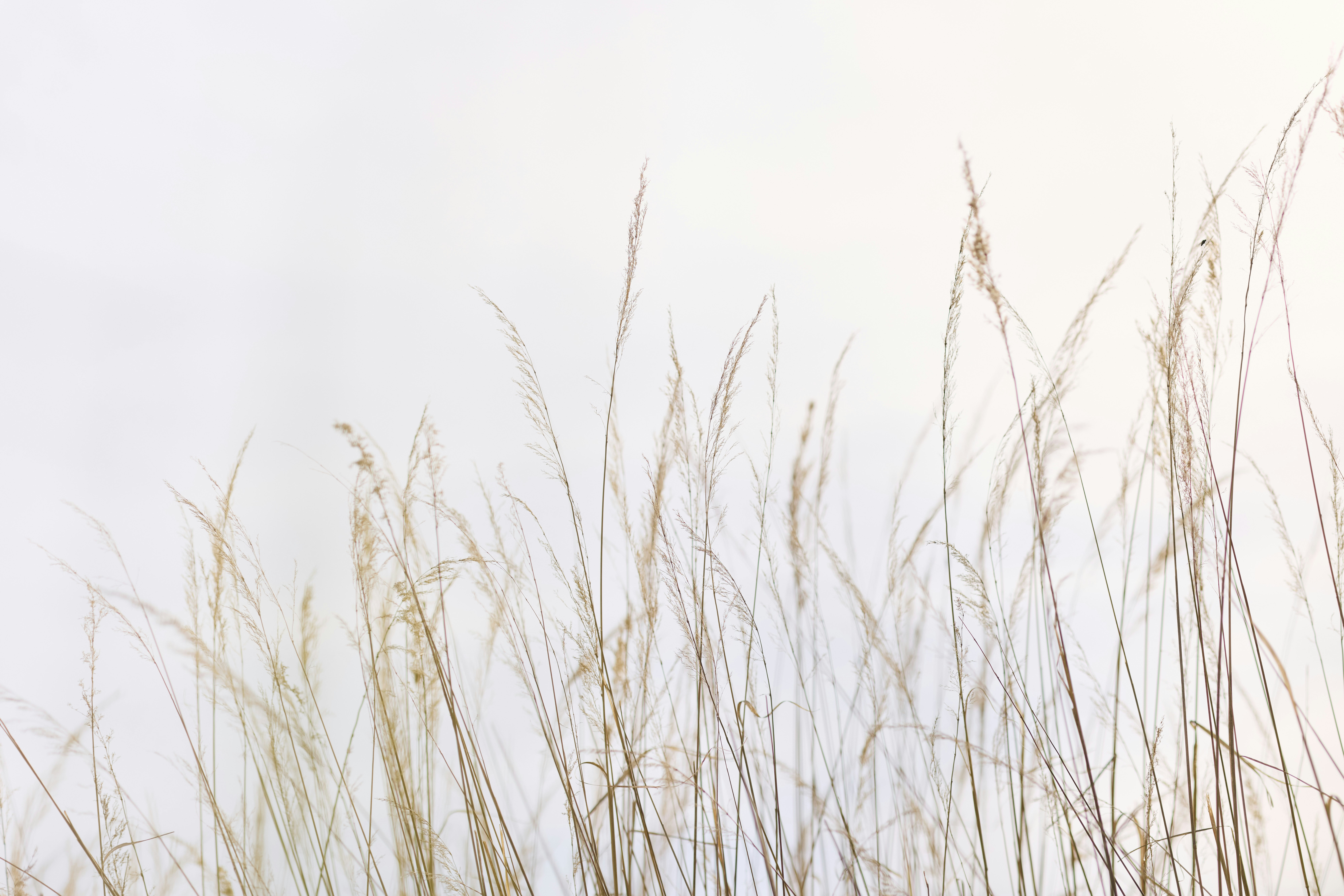 Dawn Whisper: Grasses Skimming a Quiet Horizon