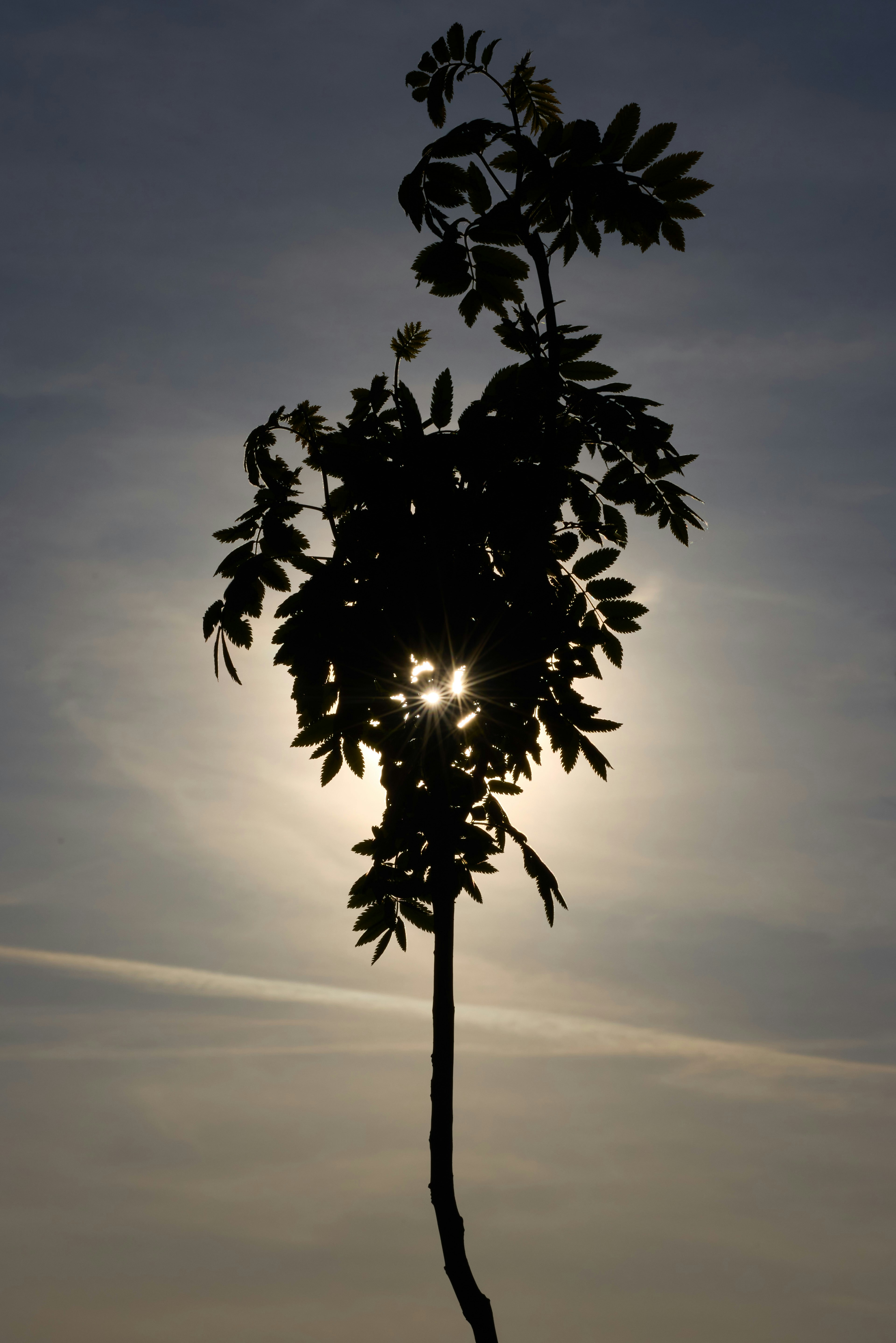 Sunlit silhouette: a lone tree reaching toward the sky