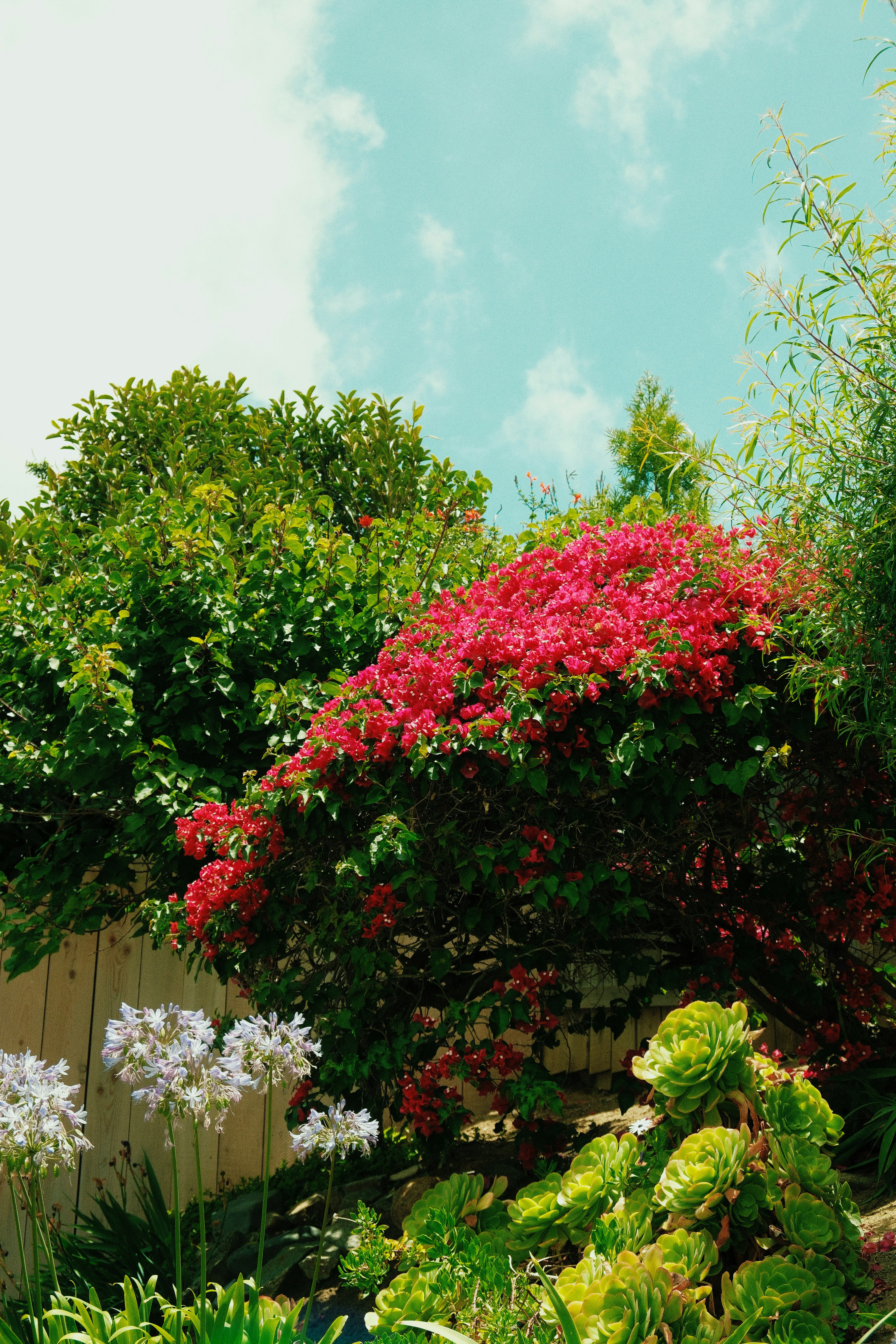 Bougainvillea Bloom Overgreen Foliage in a Sunny Garden