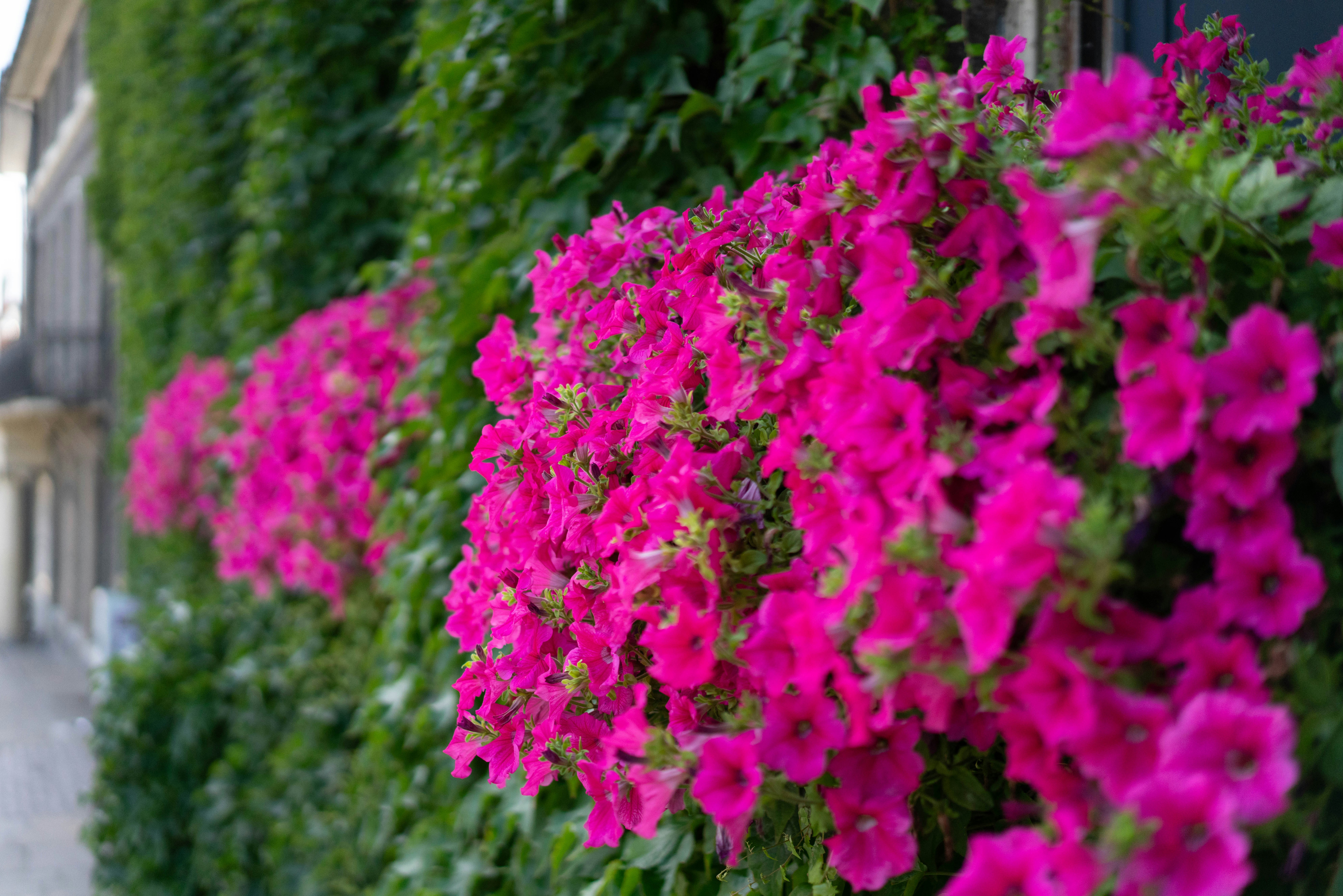 Bougainvillea Cascade Along a Street
