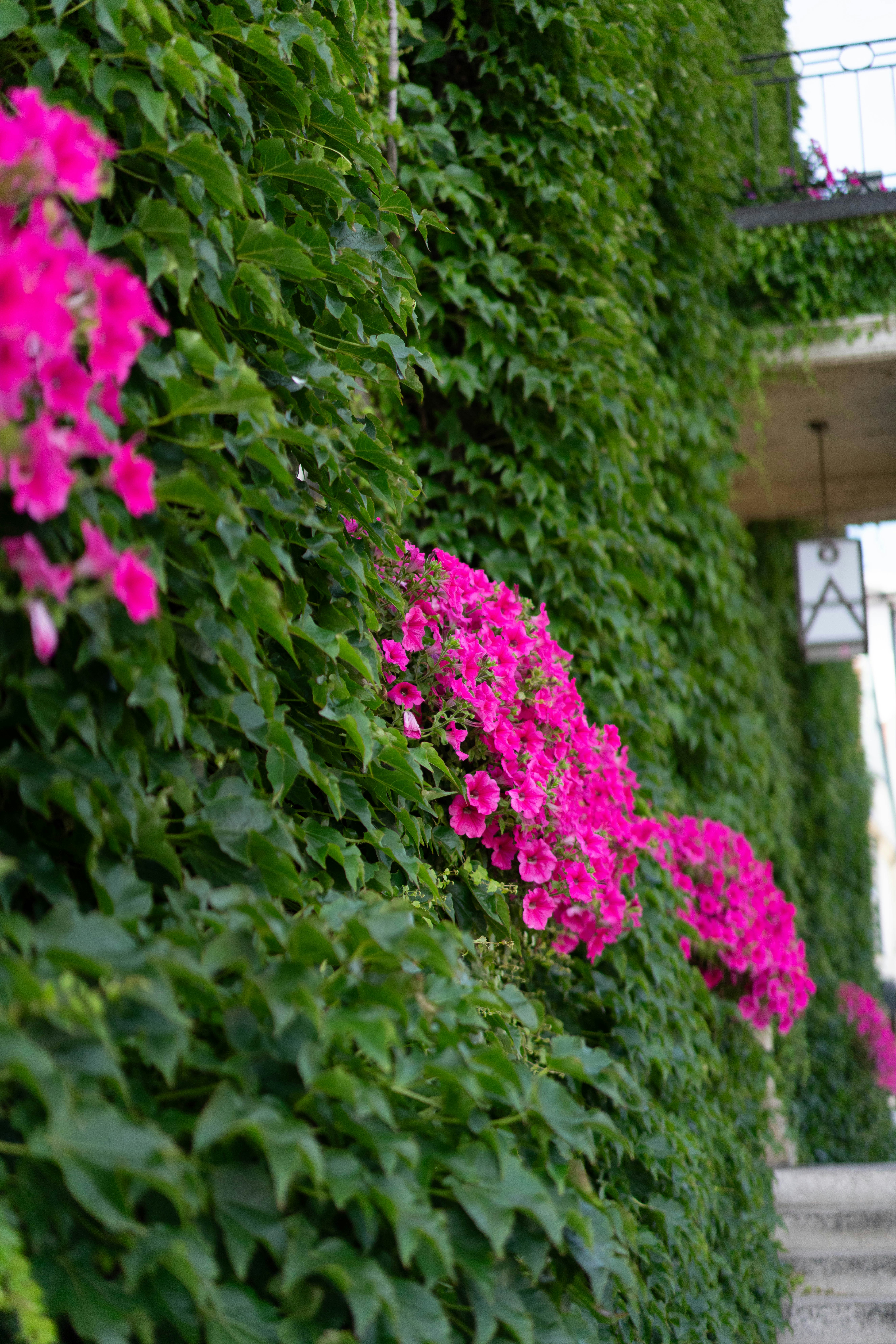 Vivid Pink Bouquets Edge the Green Ivy Wall