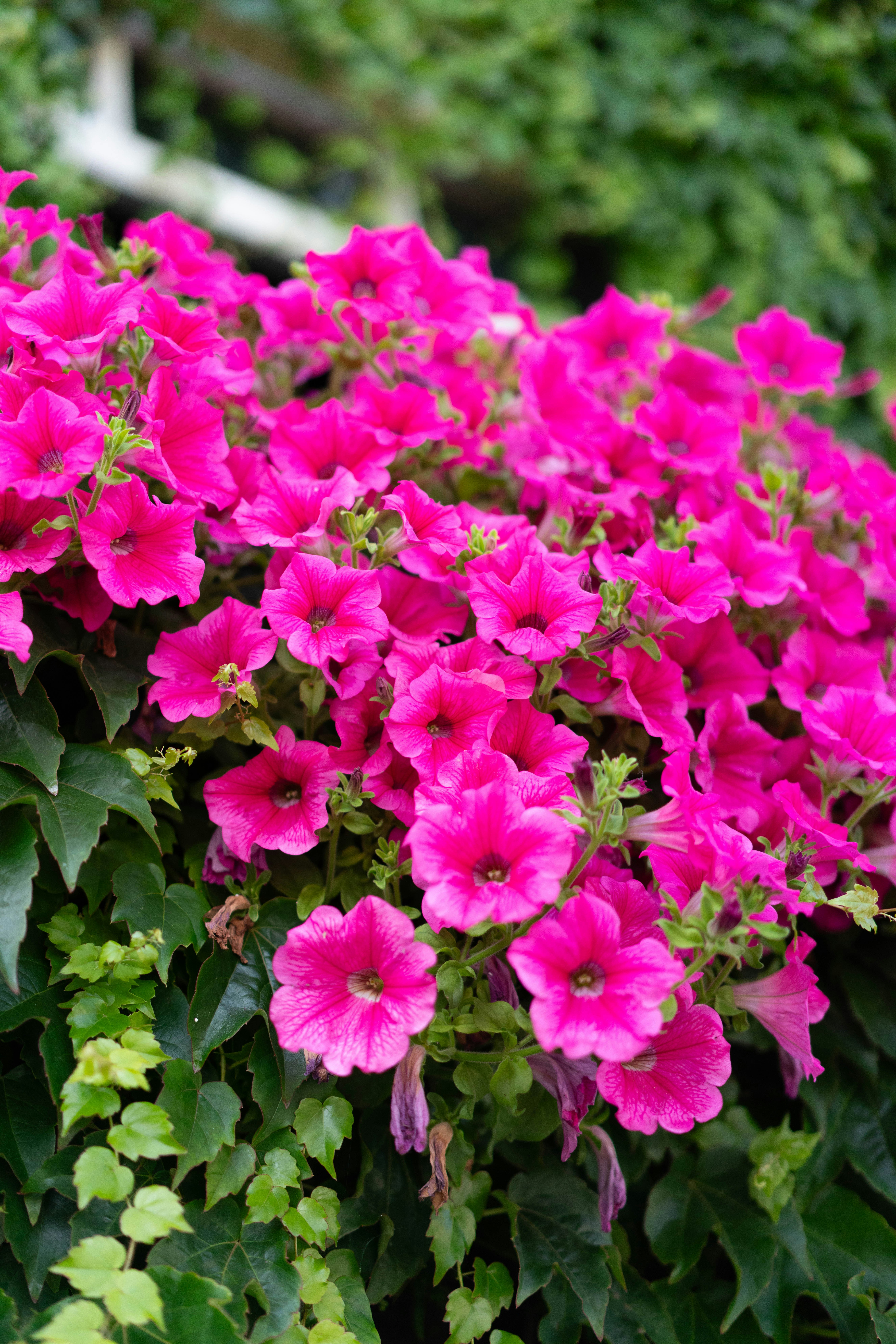 Vibrant Petal Cascade: Hot Pink Petunias Filling a Lush Corner