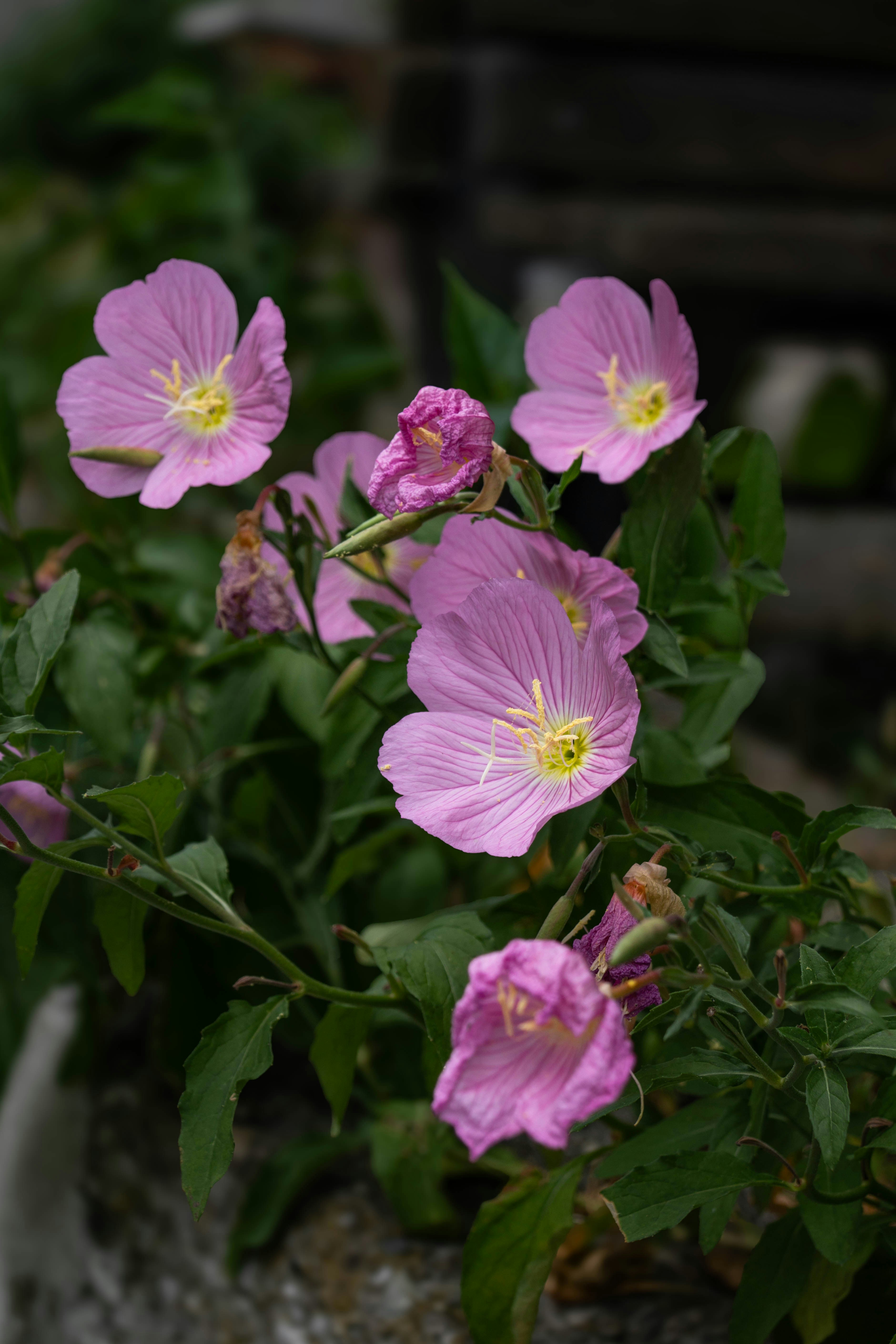 Pink Moonflowers in a Garden Frame