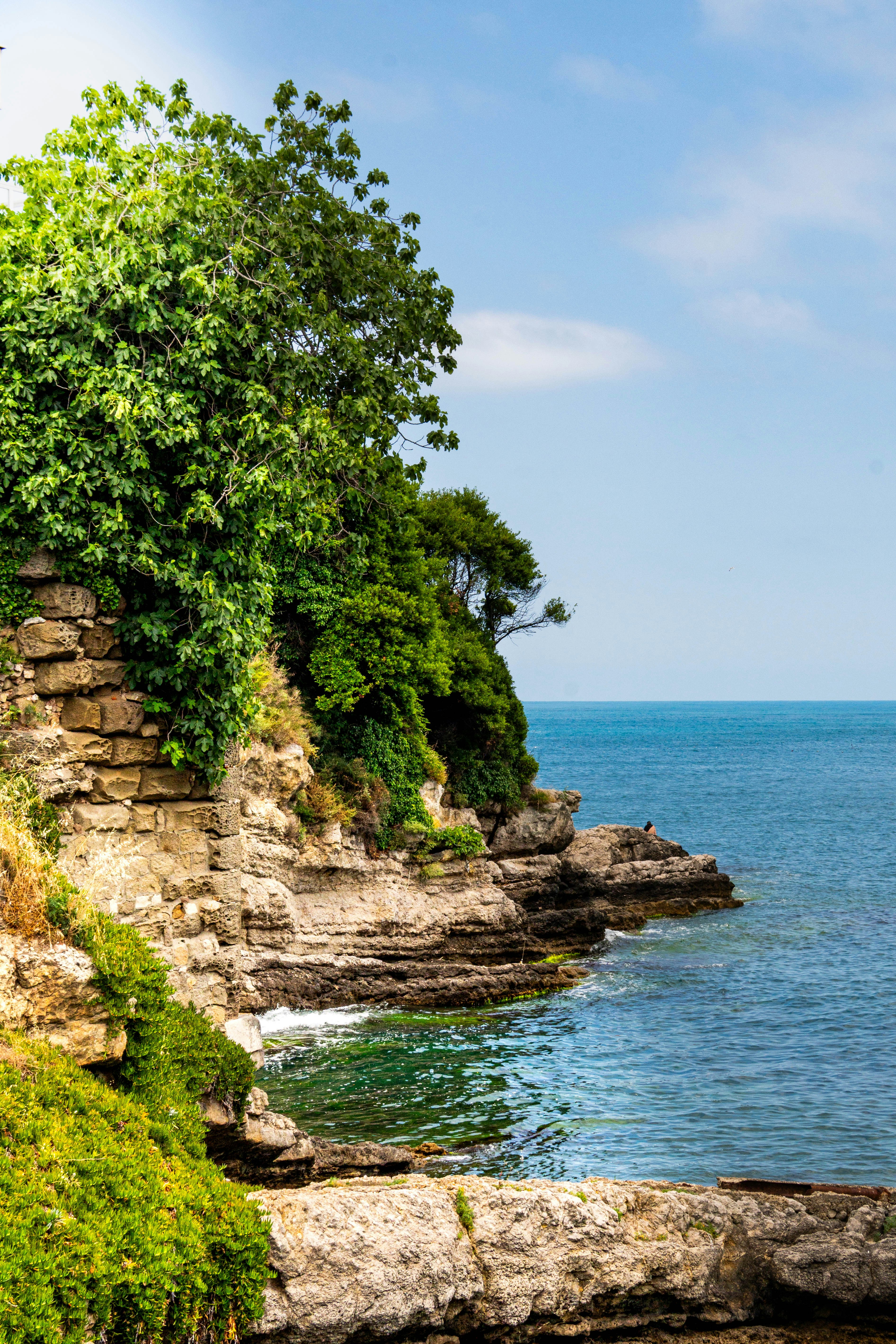 Cliffside Greenery Meeting the Sea