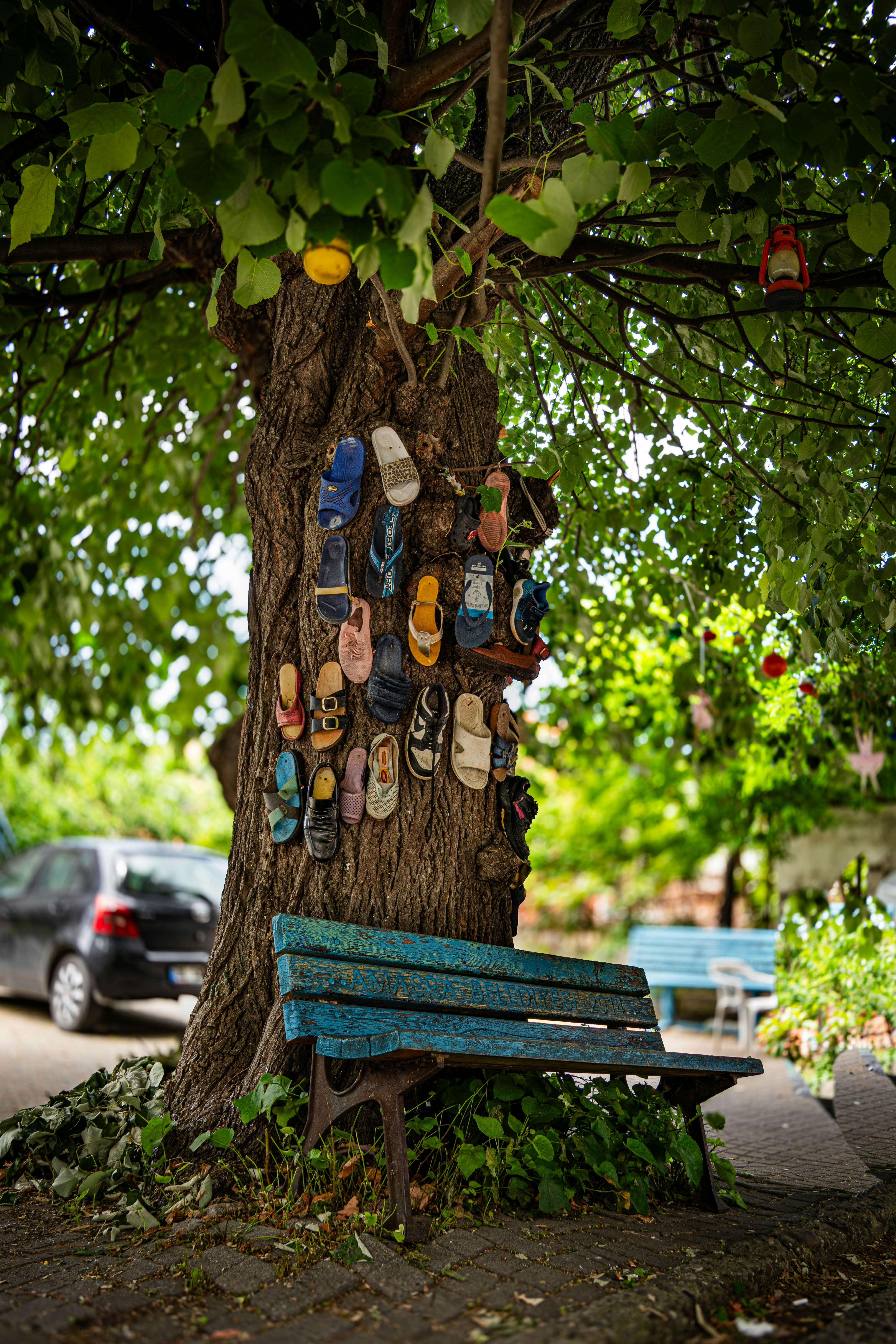 Shoes on the Gnarled Arm: A Tree Library of Slippers
