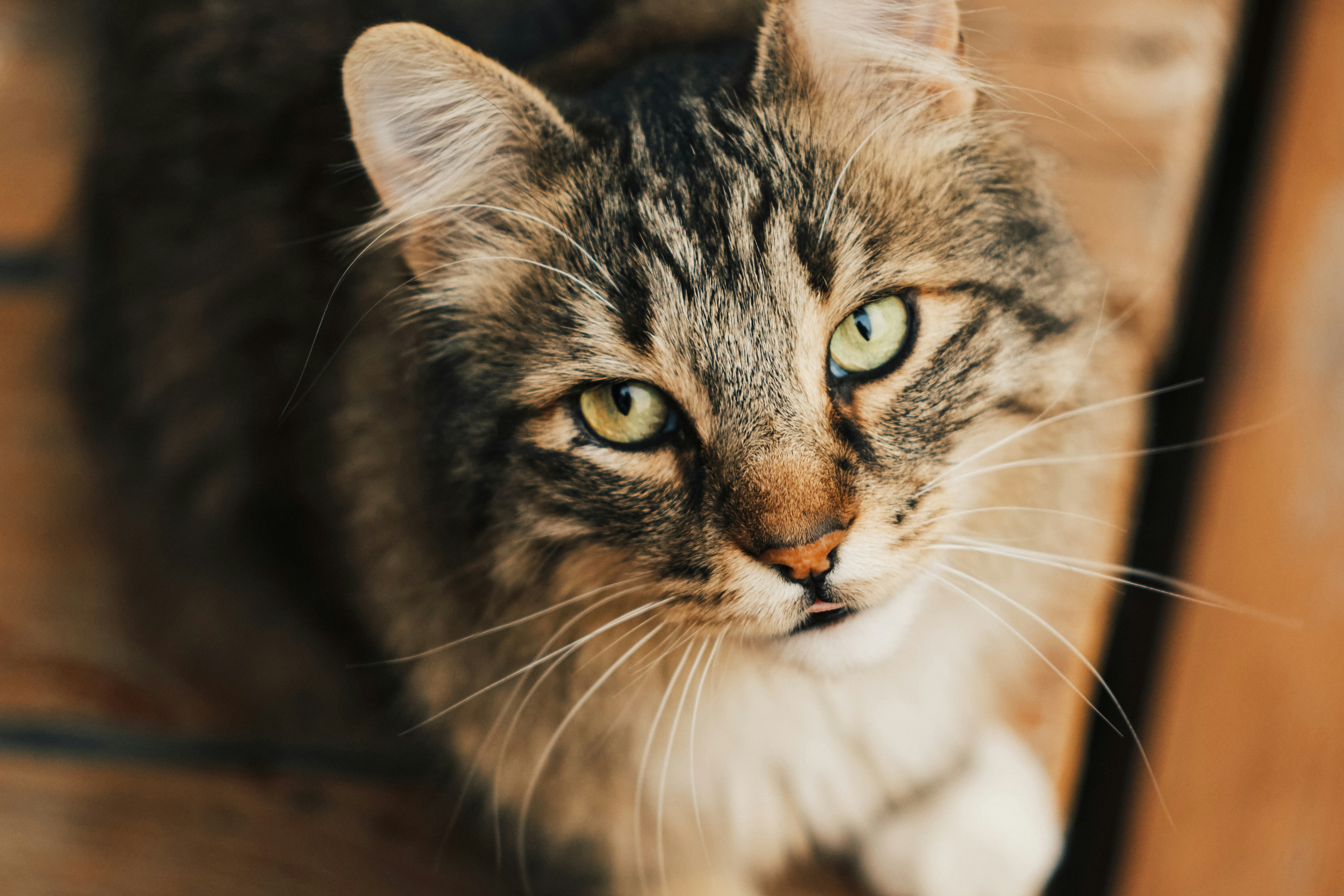 Close-Through the Whiskers: Focused Gaze of a Curious Cat