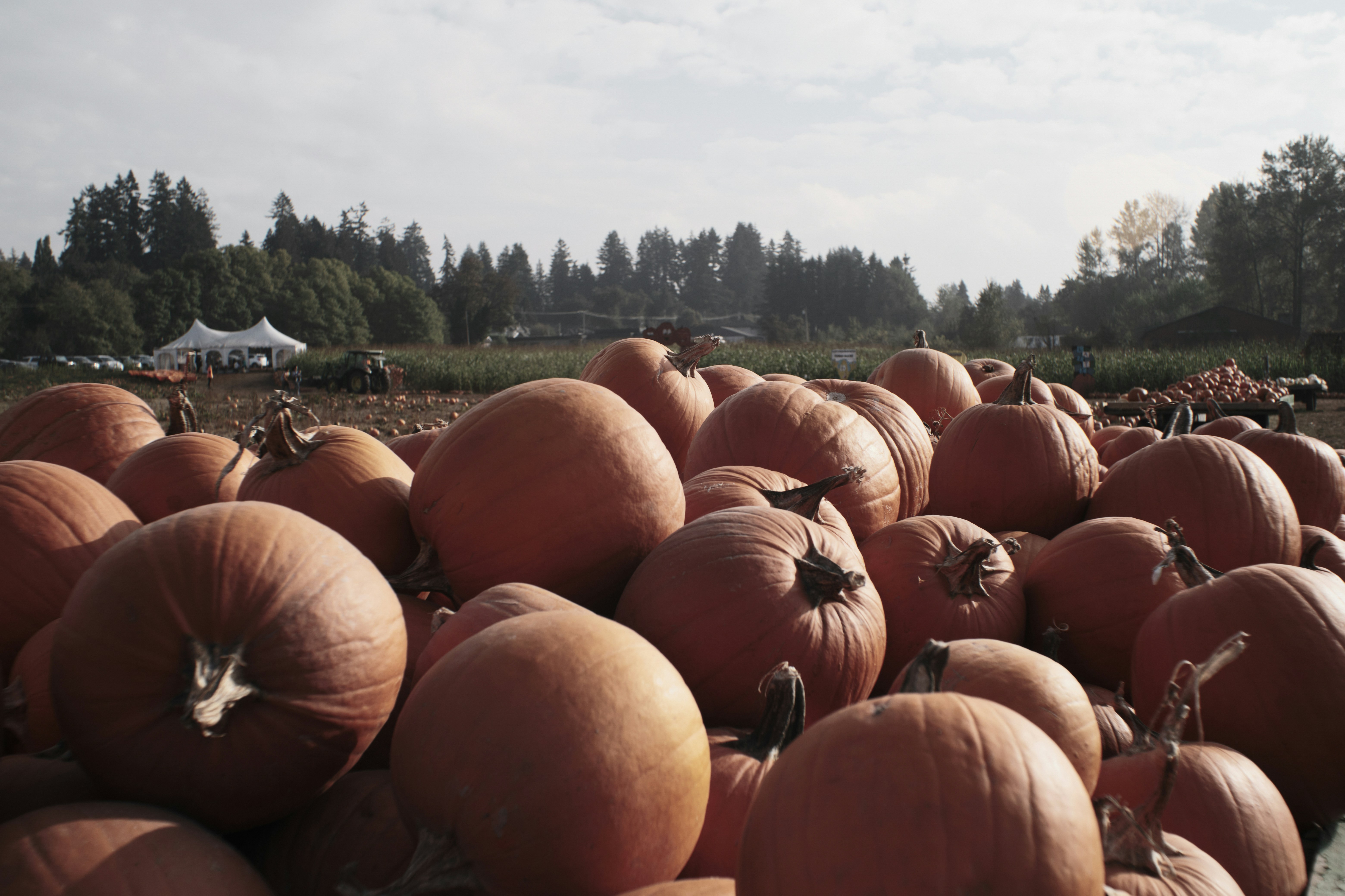 Pumpkin Sea at Dusk: A Harvest Field of Round Orbs