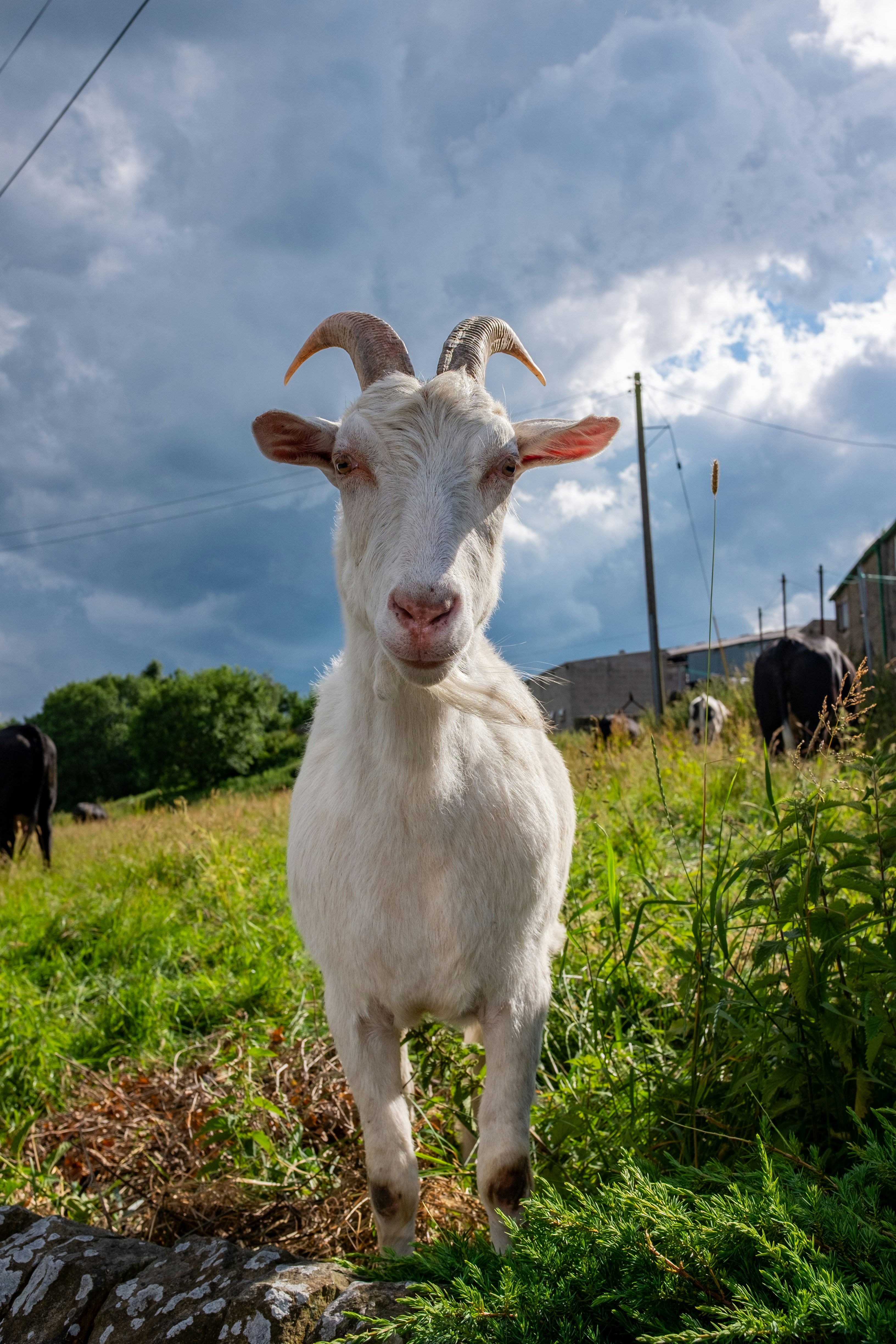 Curious White Goat Beneath a Brooding Sky on the Meadow Edge