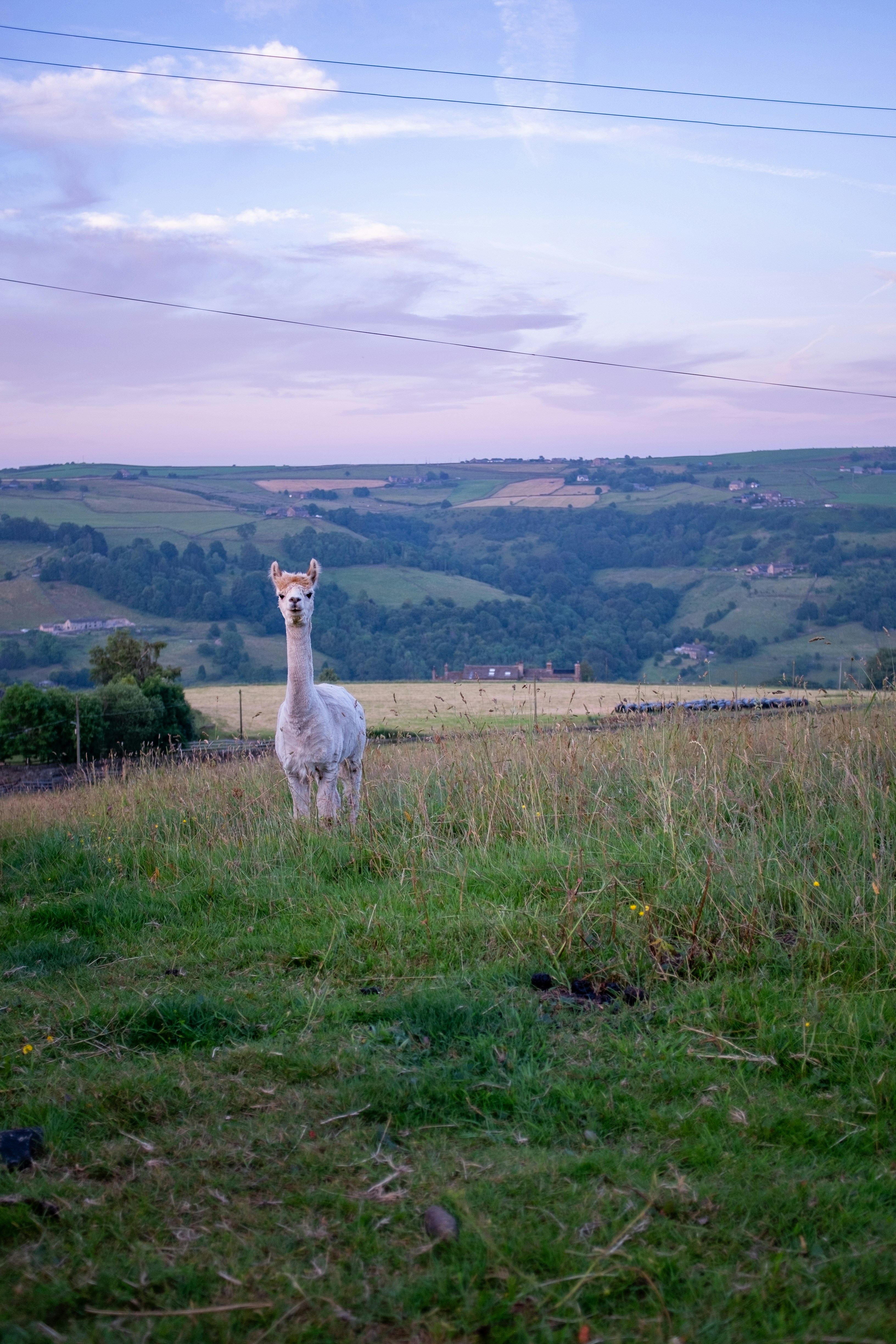 Llama in the rolling countryside under a lavender sky