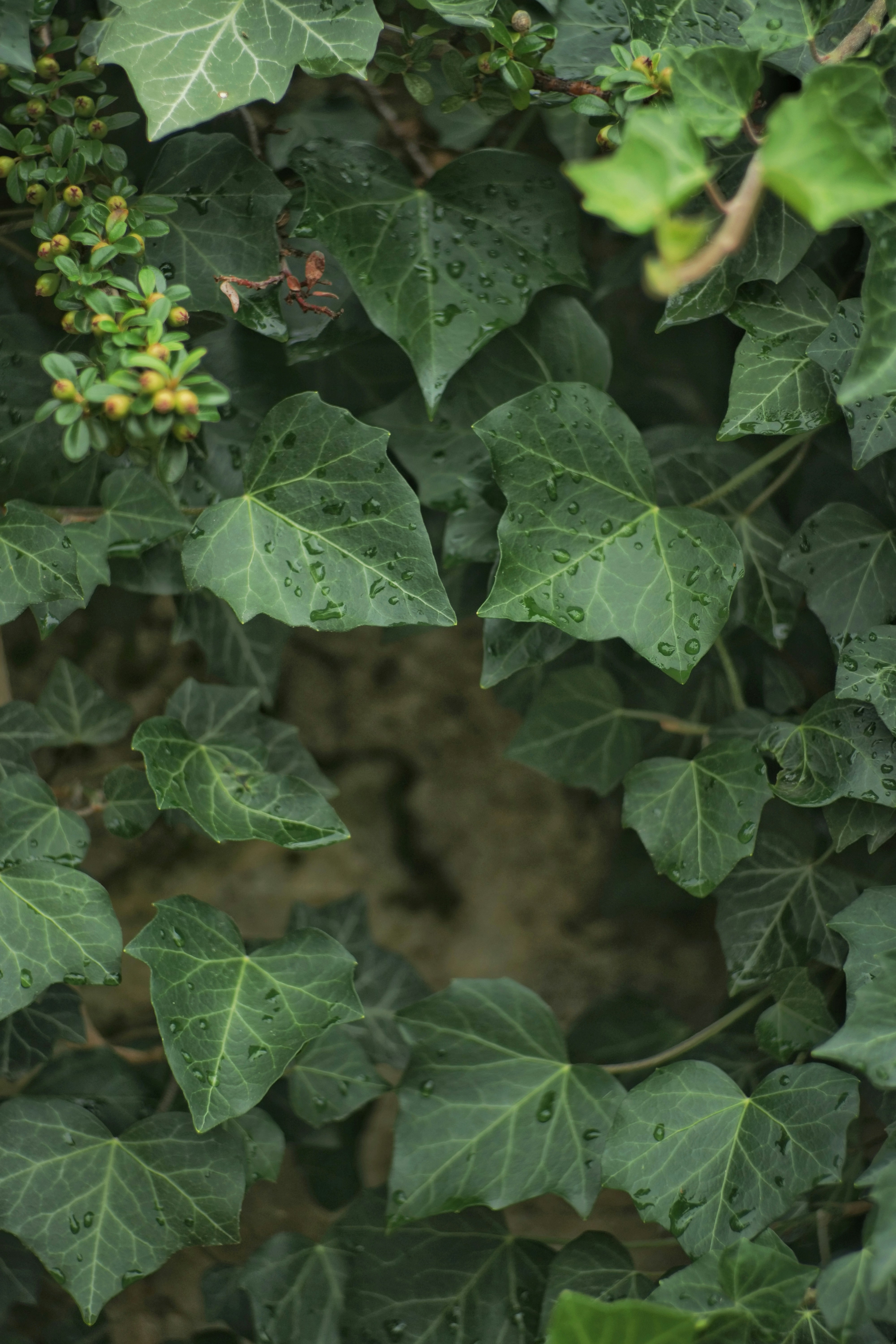 Emerald Veil: Close-up of Ivy Leaves with Dew